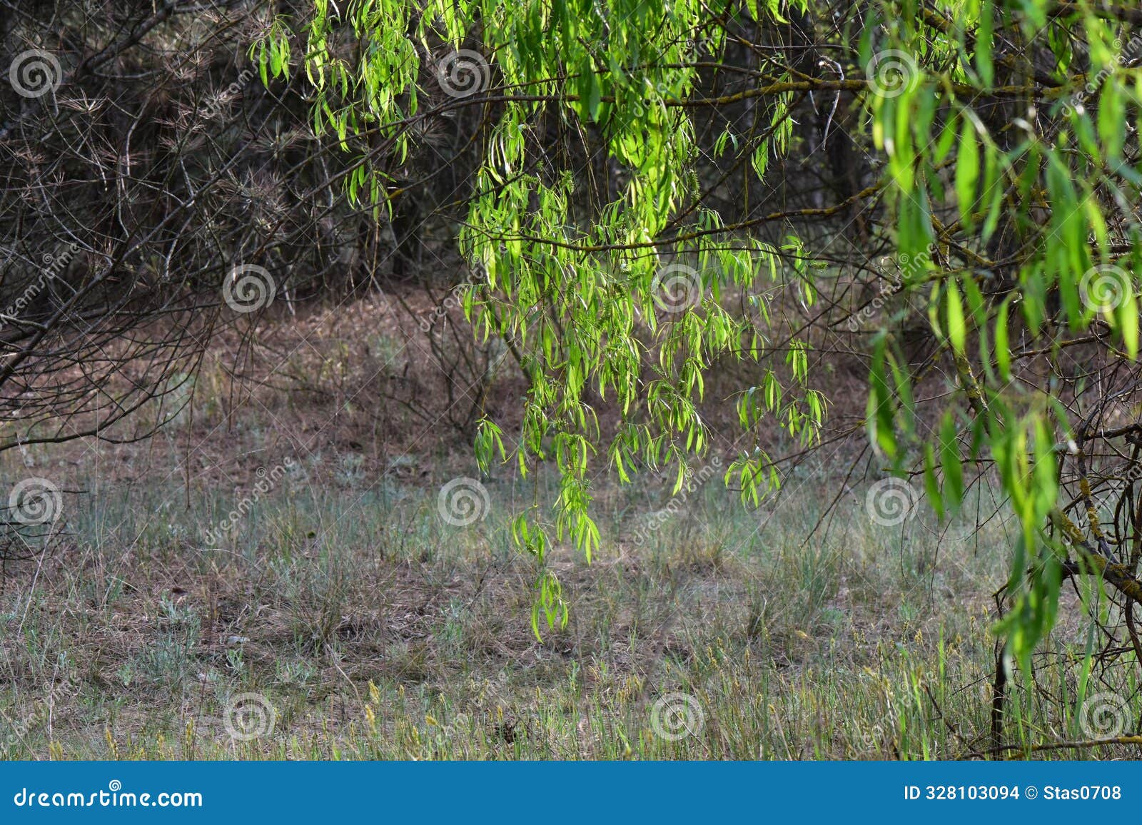 Willow Tree with Green Leaves in Early Spring. Spring Landscape Stock ...