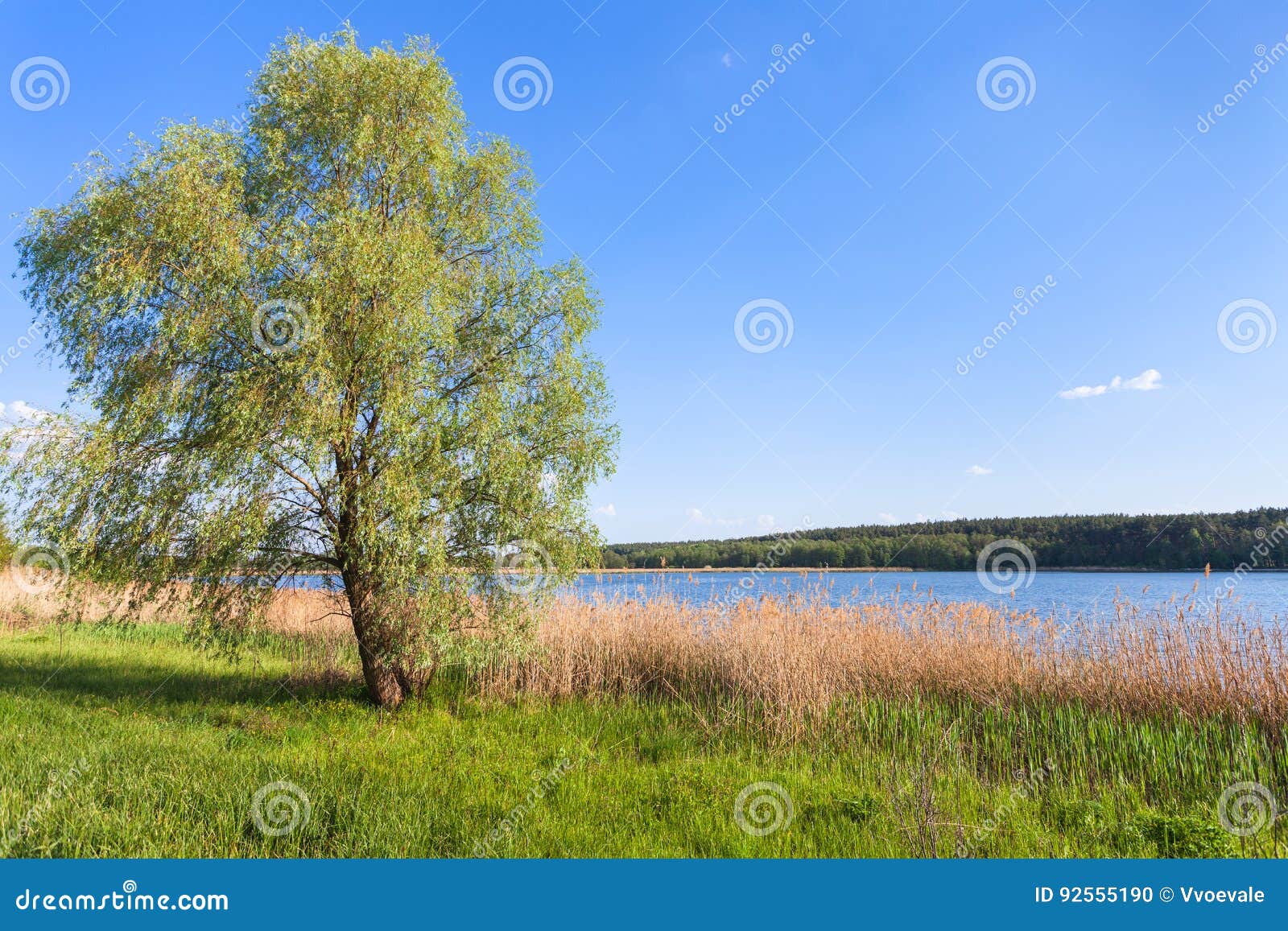 Willow Tree on Green Shore of Ponds Stock Photo - Image of coast, plant ...