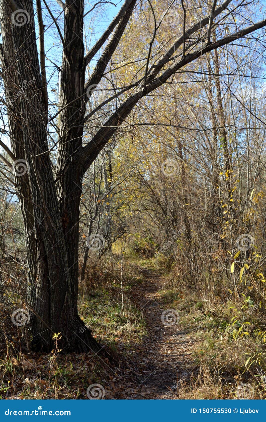 Willow Tree Grows Near the Path. Fall Season in the Park Stock Photo ...