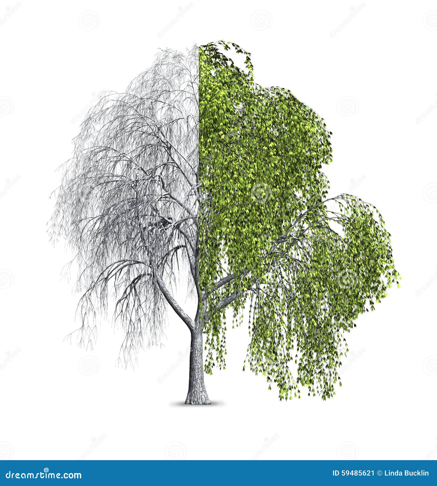 Willow Tree Half Bare stock illustration. Illustration of compare ...