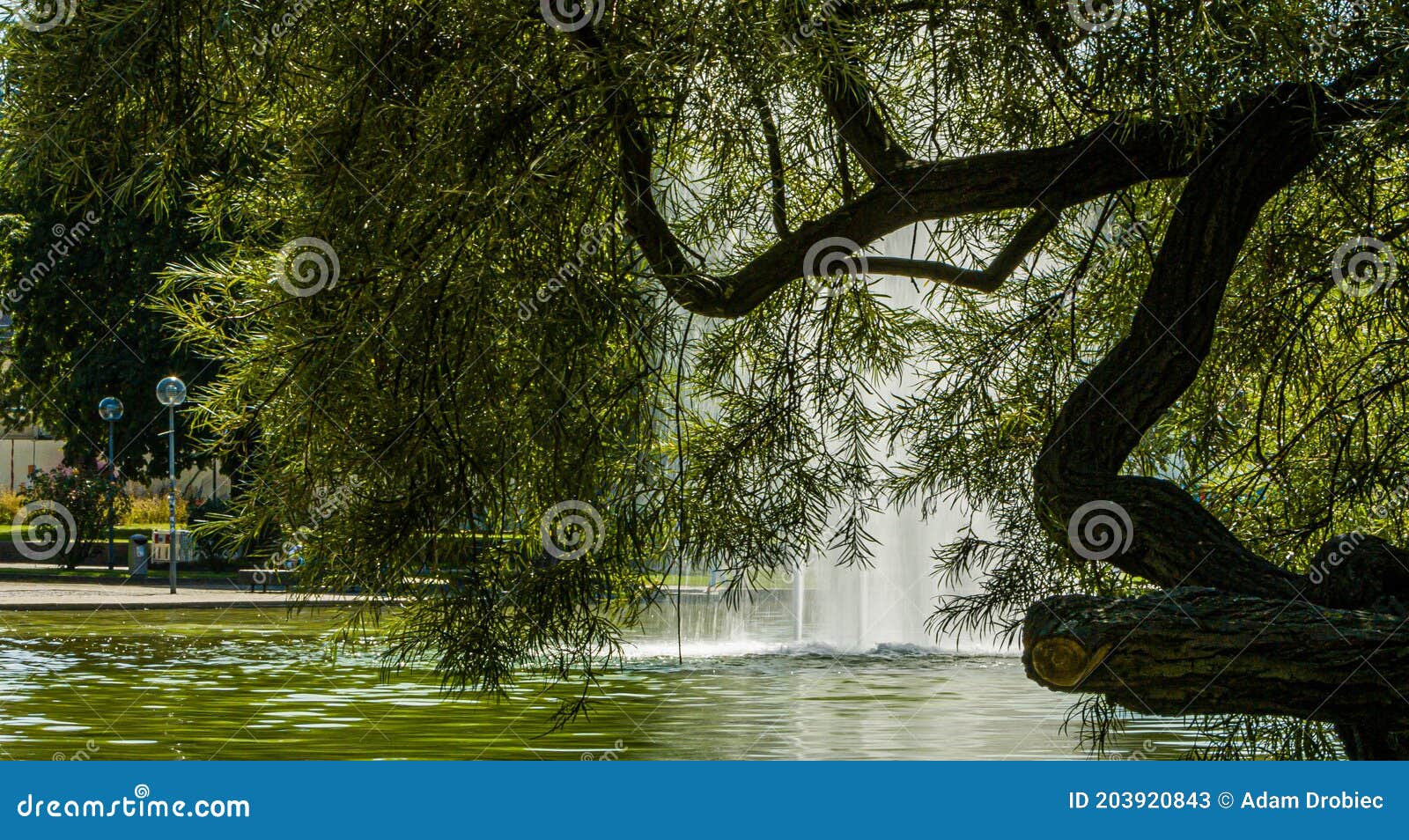 Willow Tree Hanging Over Park Pond Stock Image - Image of fresh, people ...