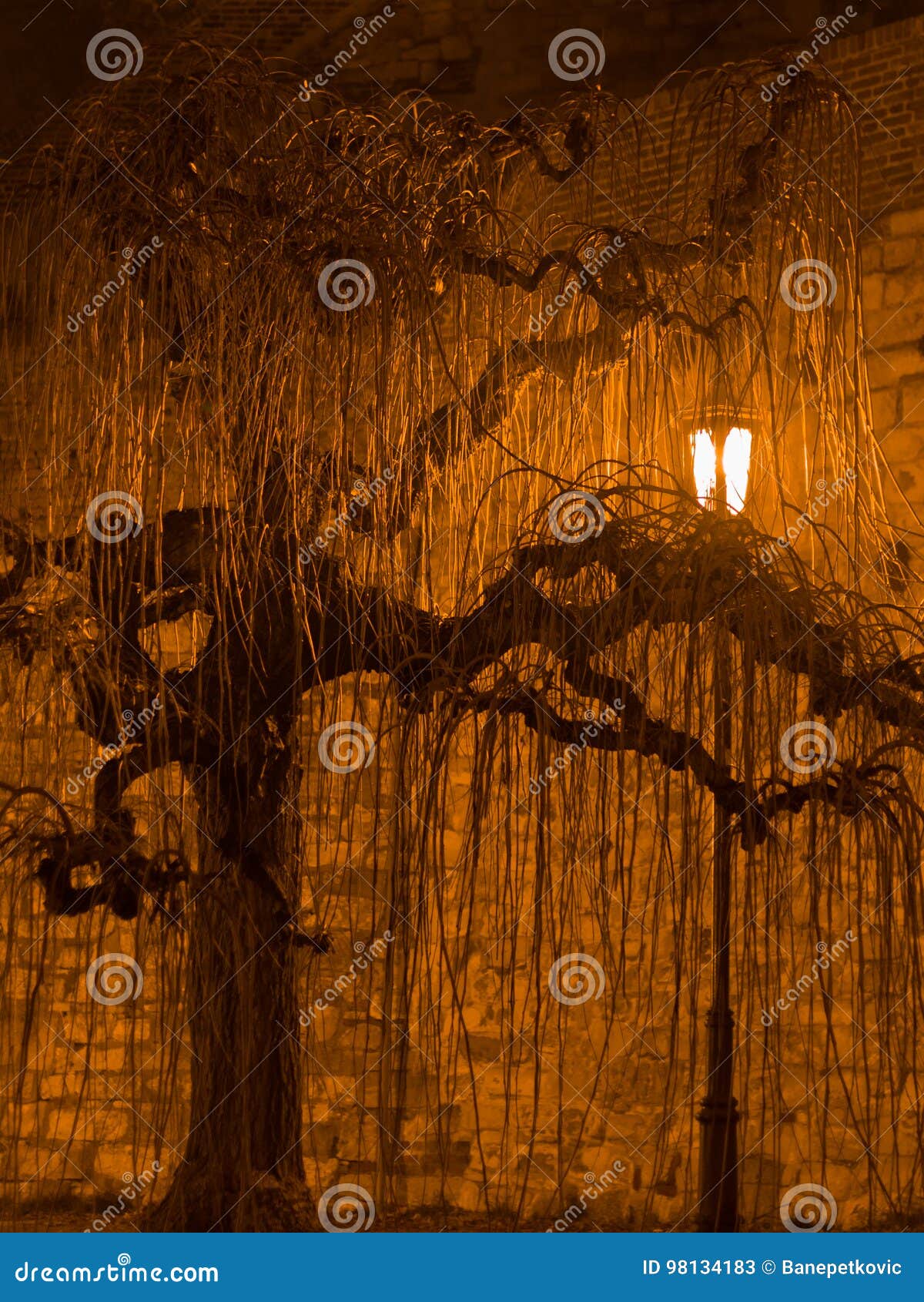 Willow Tree Illuminated at Night by a Lantern at Kalemegdan Park in ...