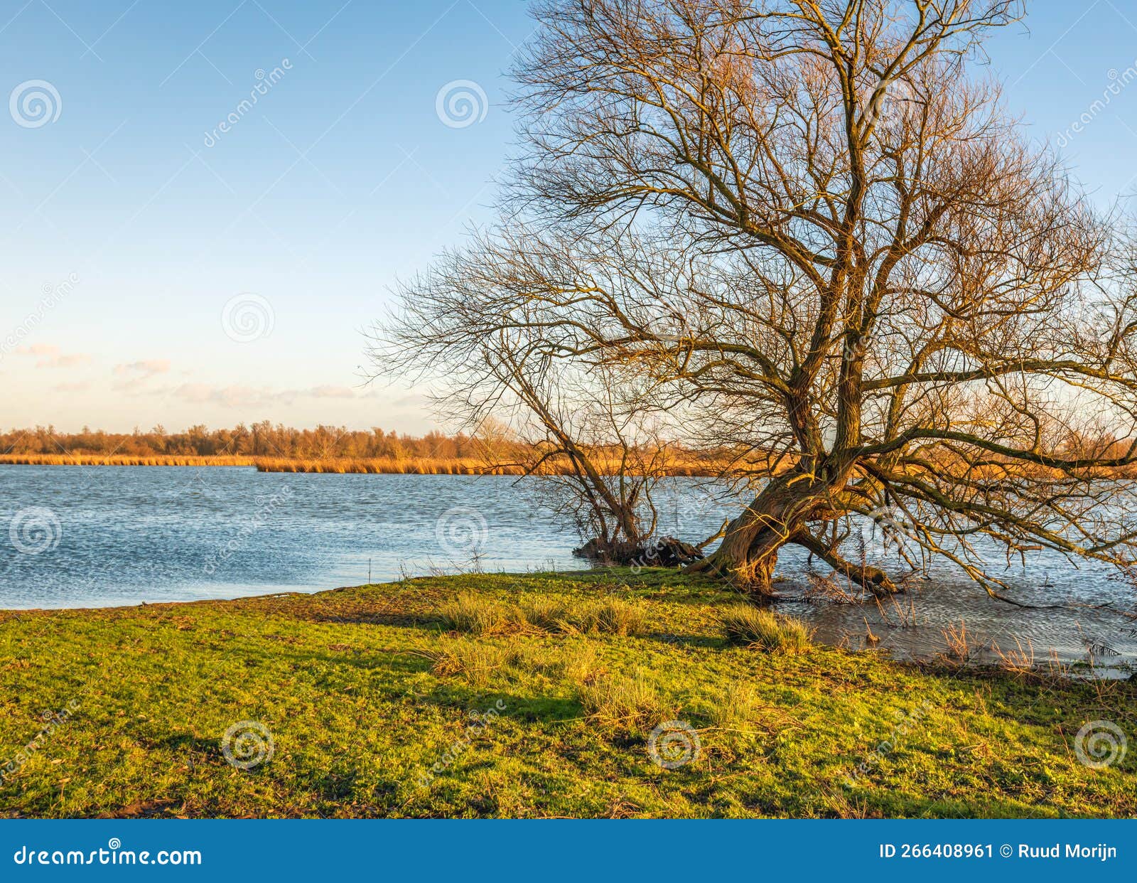 Willow Tree with Irregularly Shaped Bare Branches Stock Image - Image ...