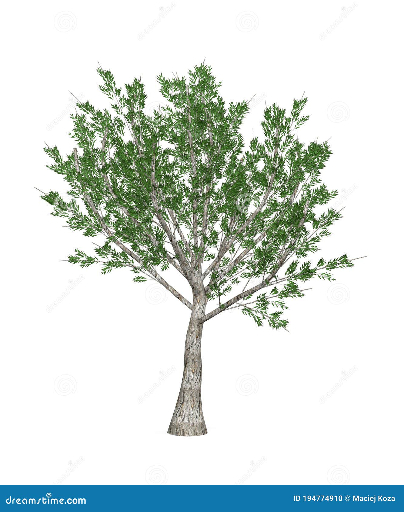 Willow Tree Isolated on White Background Stock Illustration ...
