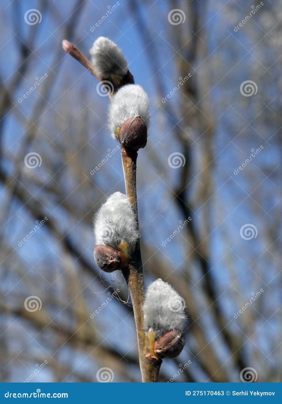 Willow Tree Its Spring Bloom Stock Image - Image of nature ...