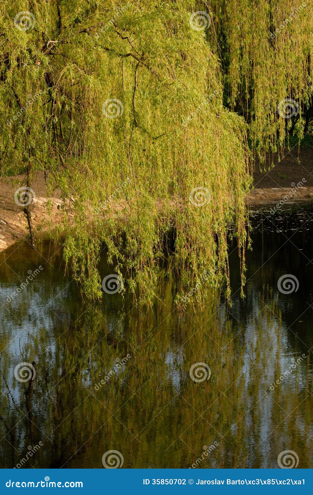 Willow tree stock photo. Image of landscape, garden, willow - 35850702