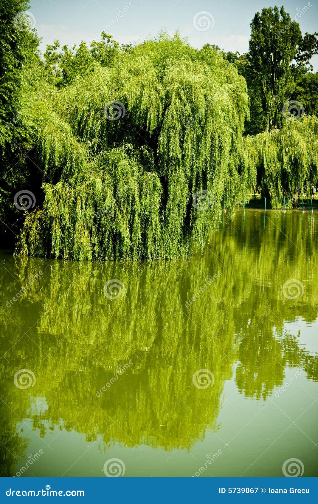 Willow tree lake stock image. Image of reflections, water - 5739067