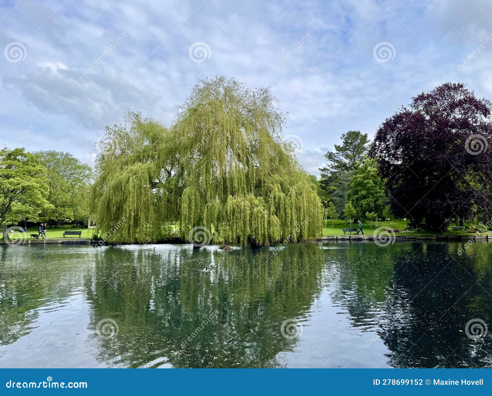Willow tree by the lake stock photo. Image of wetland - 278699152