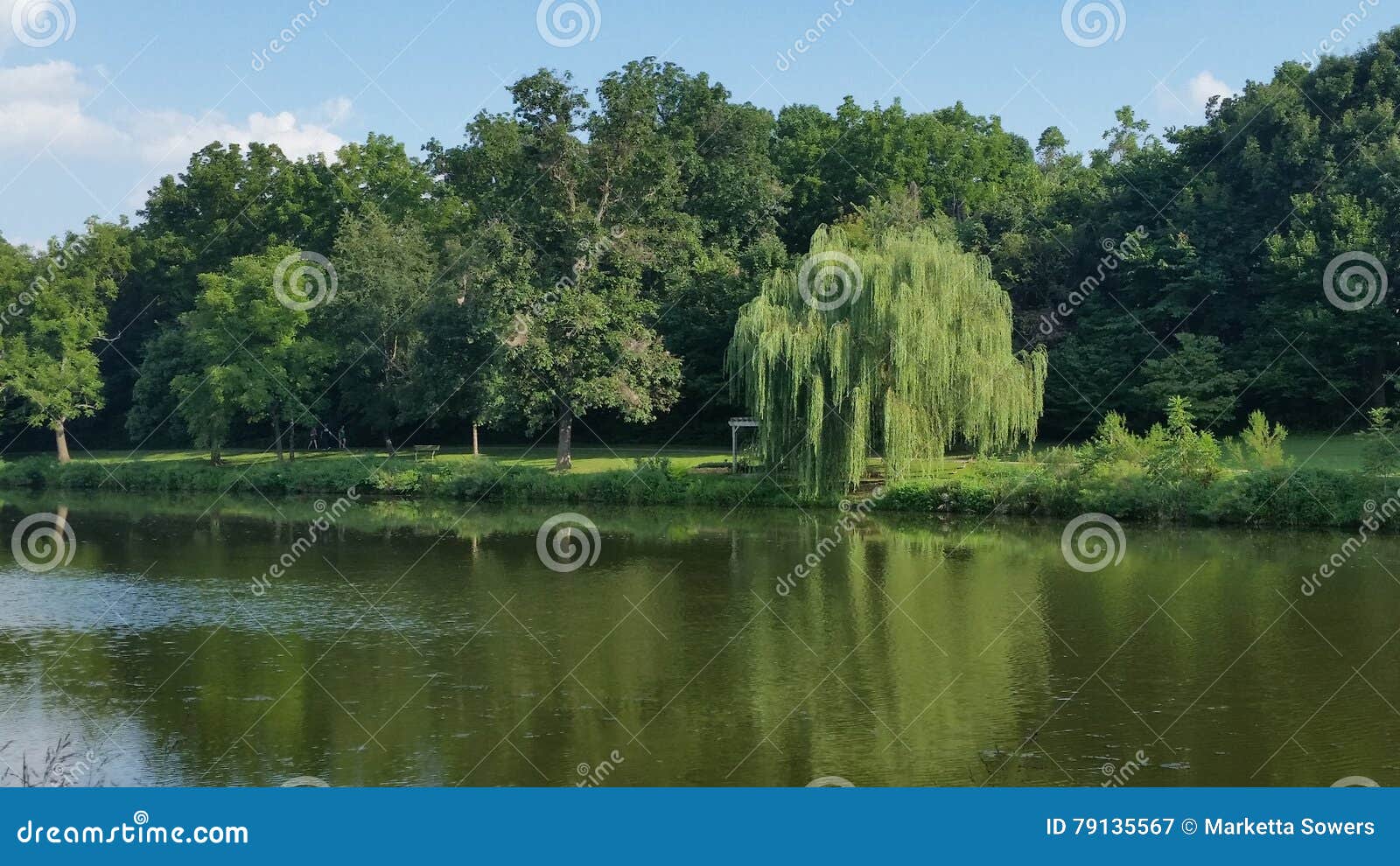 Willow editorial photography. Image of tree, clear, lake - 79135567