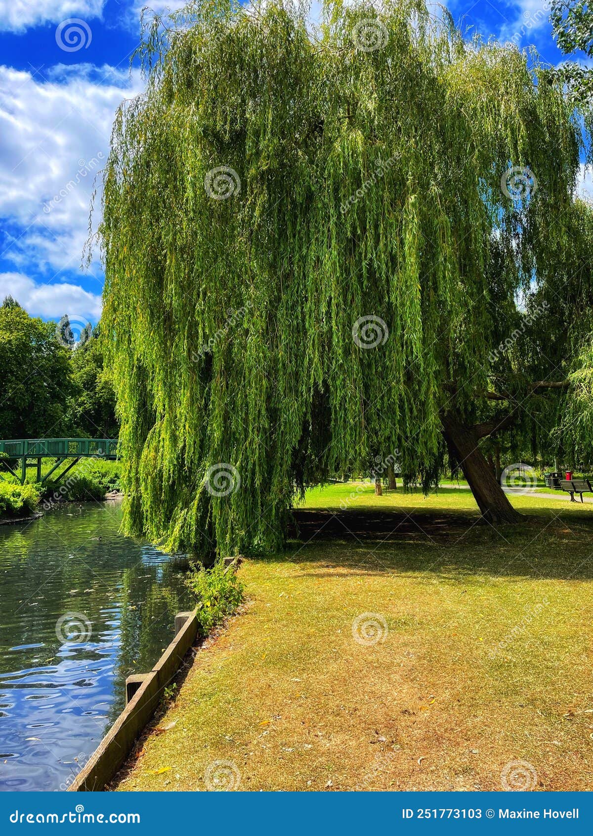 A willow tree by a lake stock image. Image of leaf, weeping - 251773103