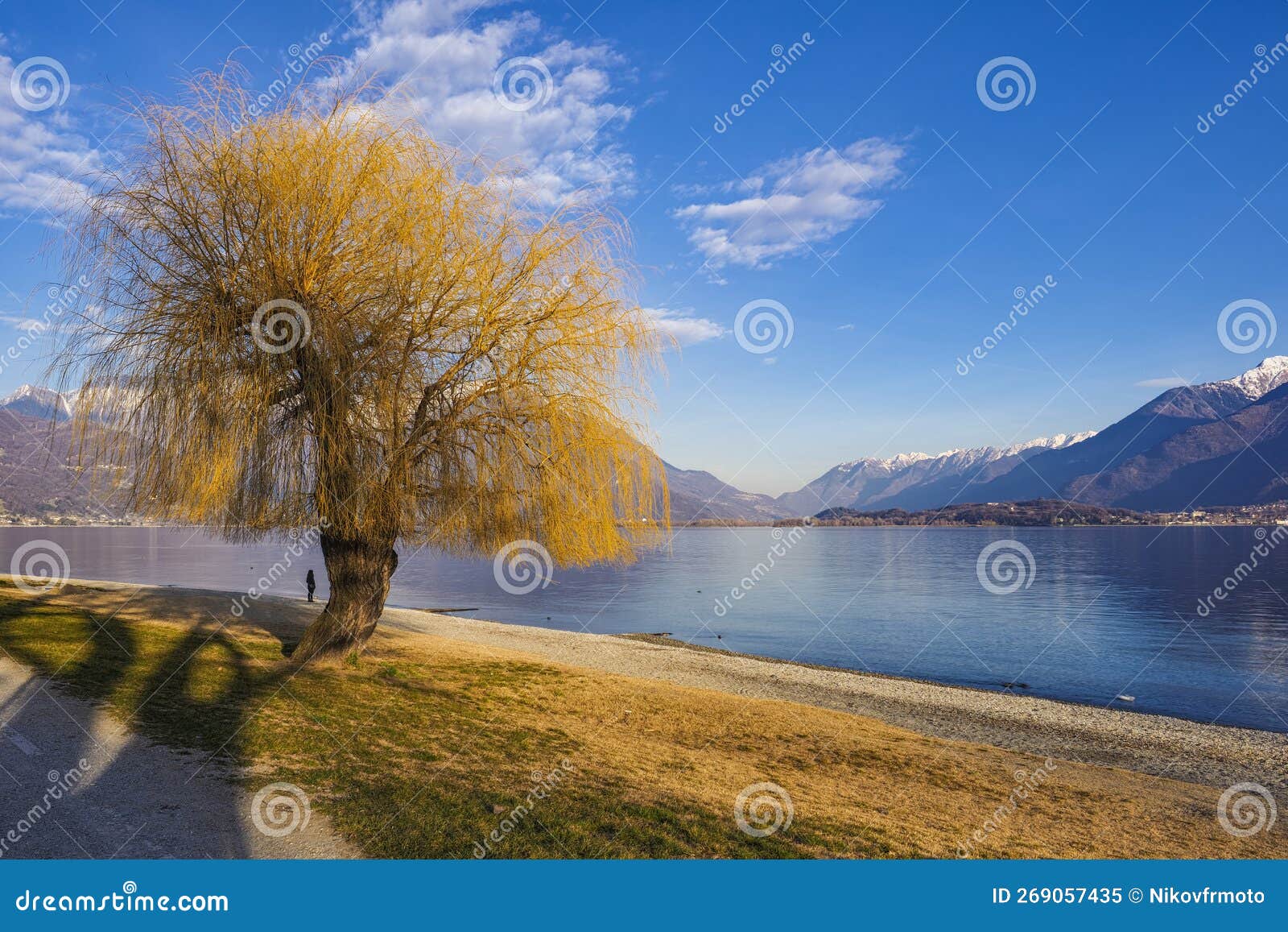 Willow Tree on the Lakeside of Domaso in Lake Como Stock Image - Image ...
