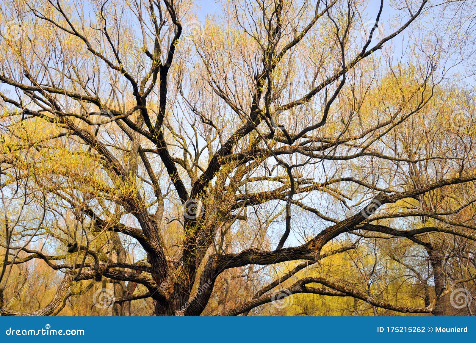 Willow Tree Landscape in Spring Season Stock Photo - Image of autumn ...