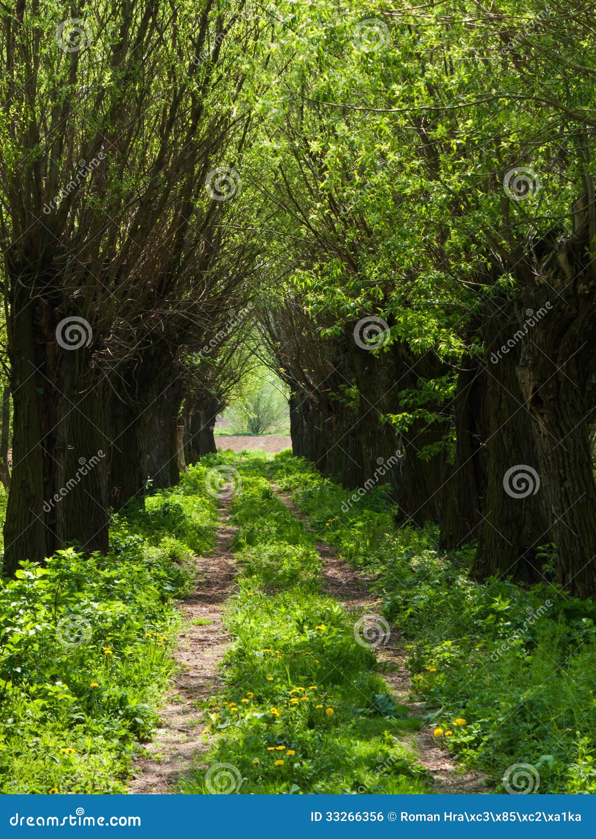 Willow tree lines stock photo. Image of line, beauty - 33266356