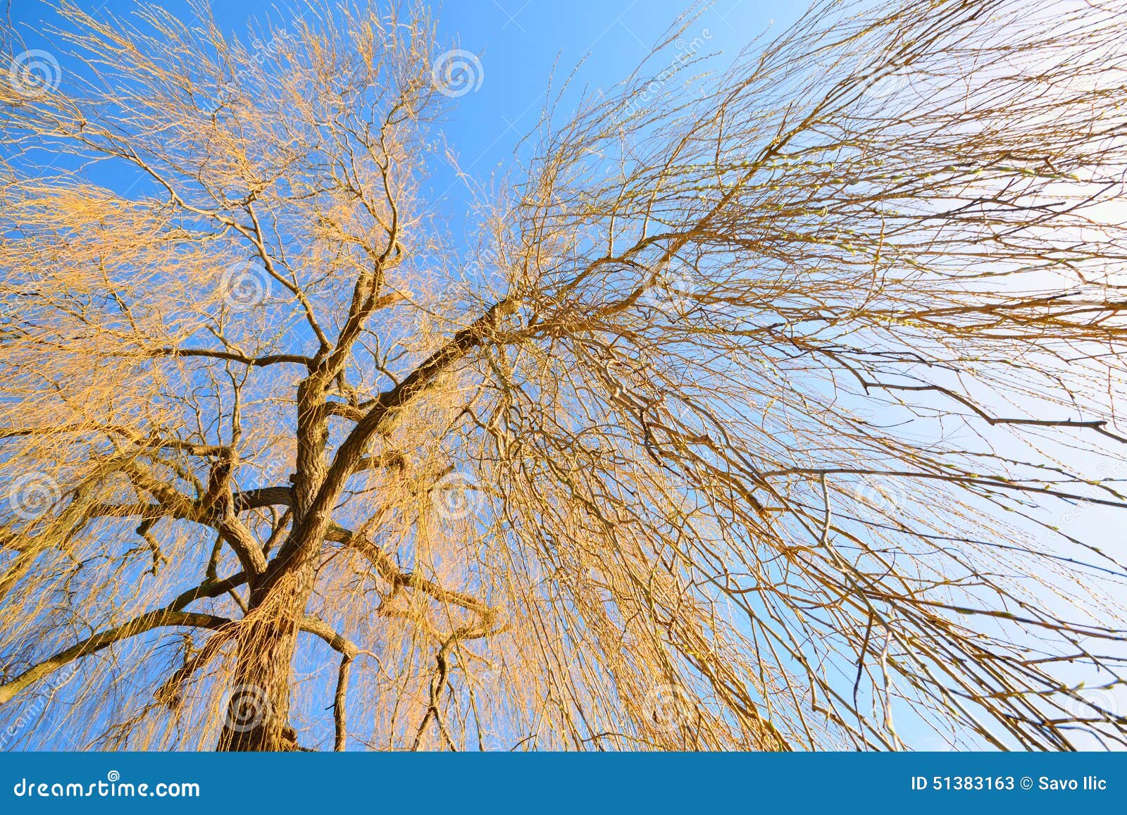 Willow tree stock image. Image of park, wide, golden - 51383163