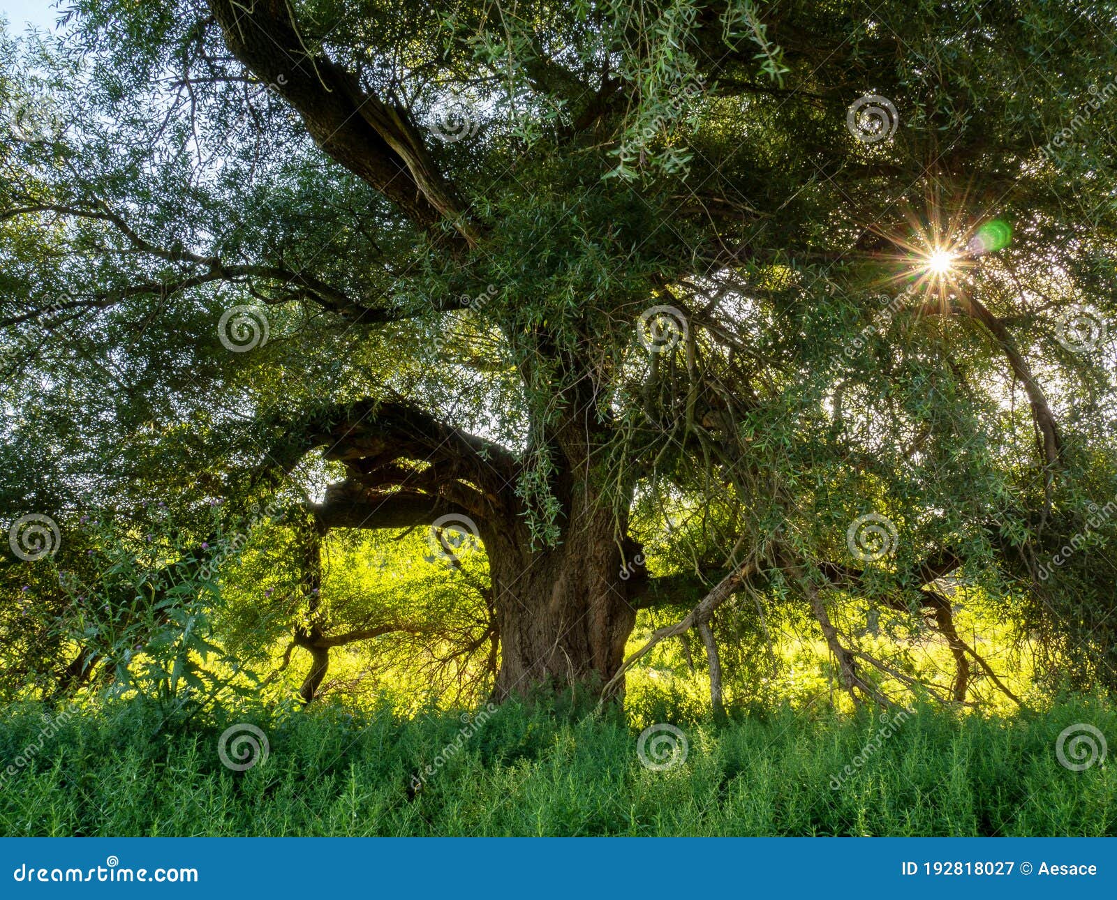 Willow Tree in the Morning Sun Light Stock Image - Image of outside ...