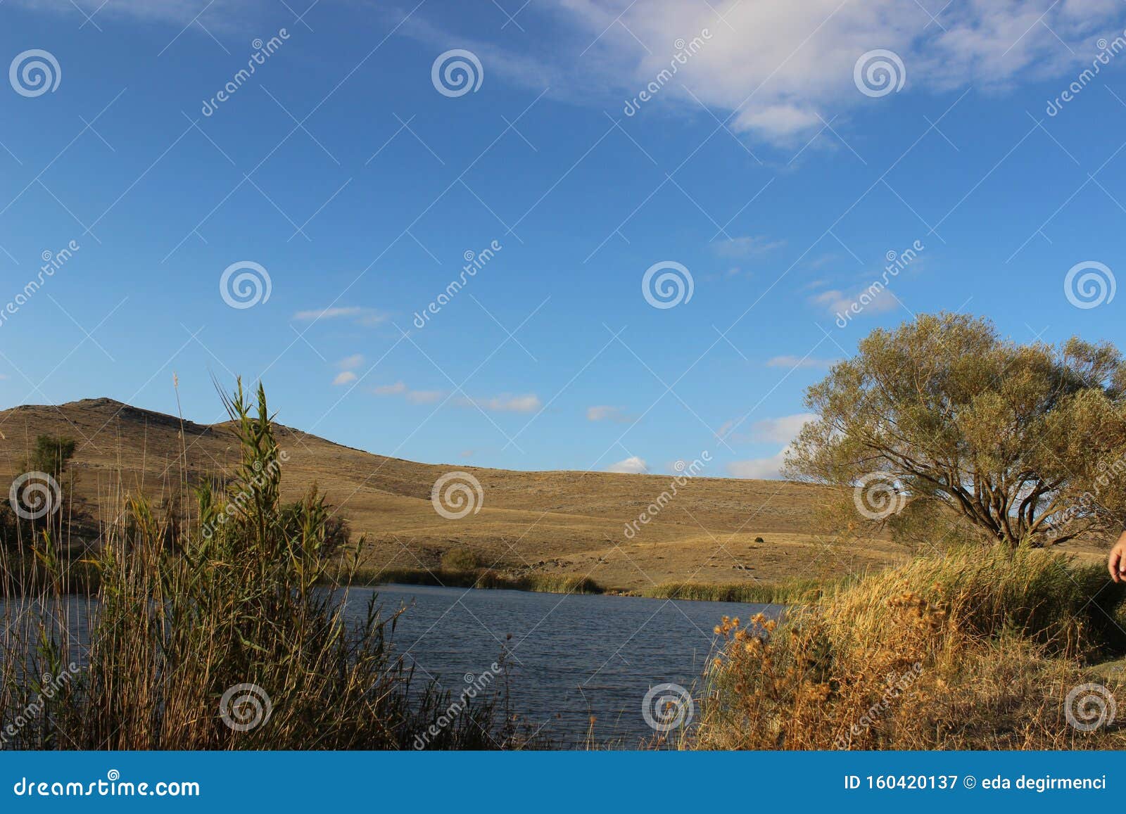 Willow Tree Mountain Lake Landscape Tranquility Stock Image - Image of ...