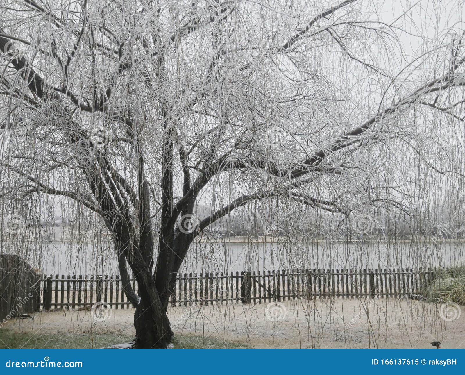 Willow Tree Near a Pond Covered with Icicles Stock Image - Image of ...