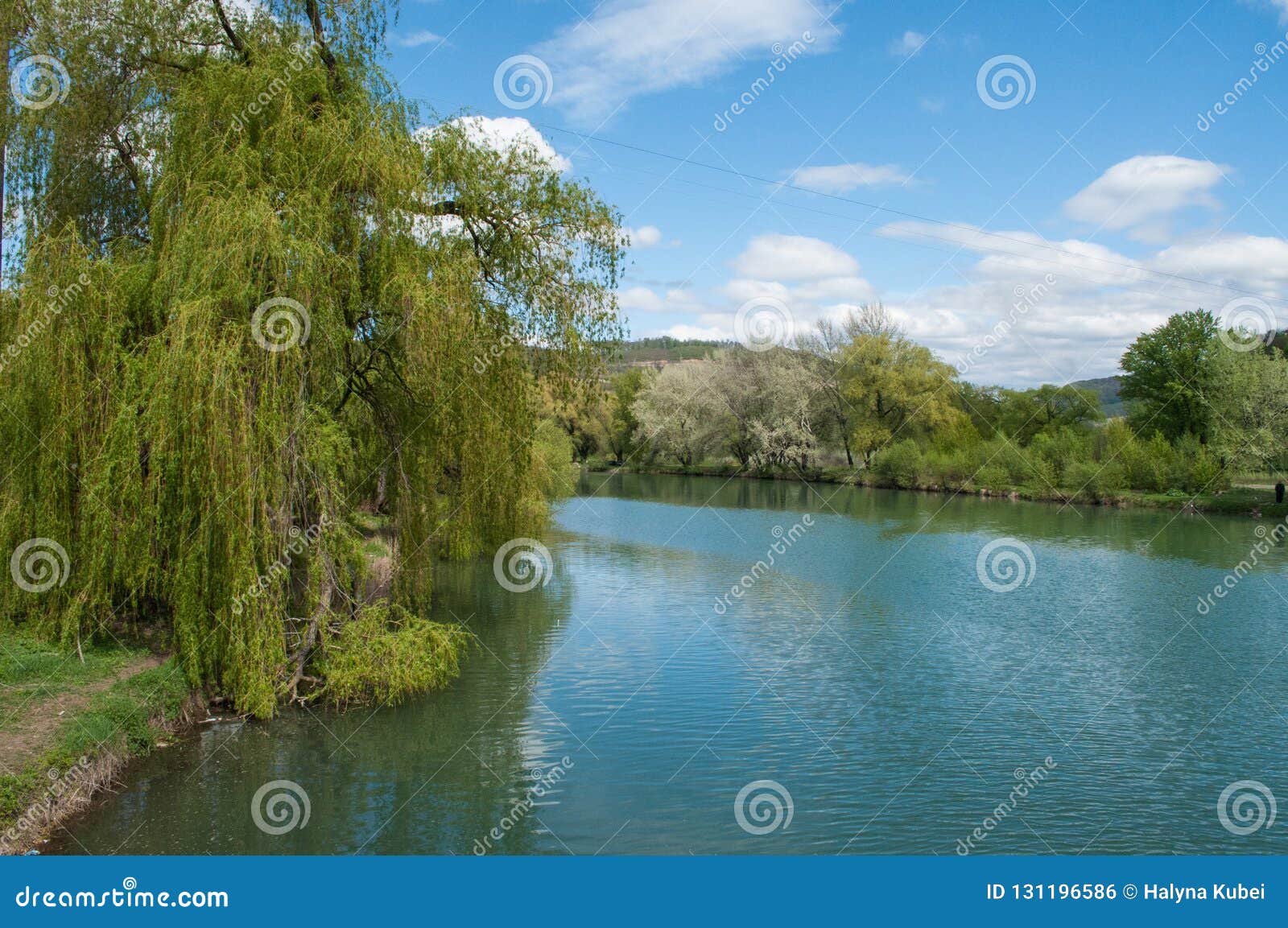 Willow tree near the river stock photo. Image of landscape - 131196586