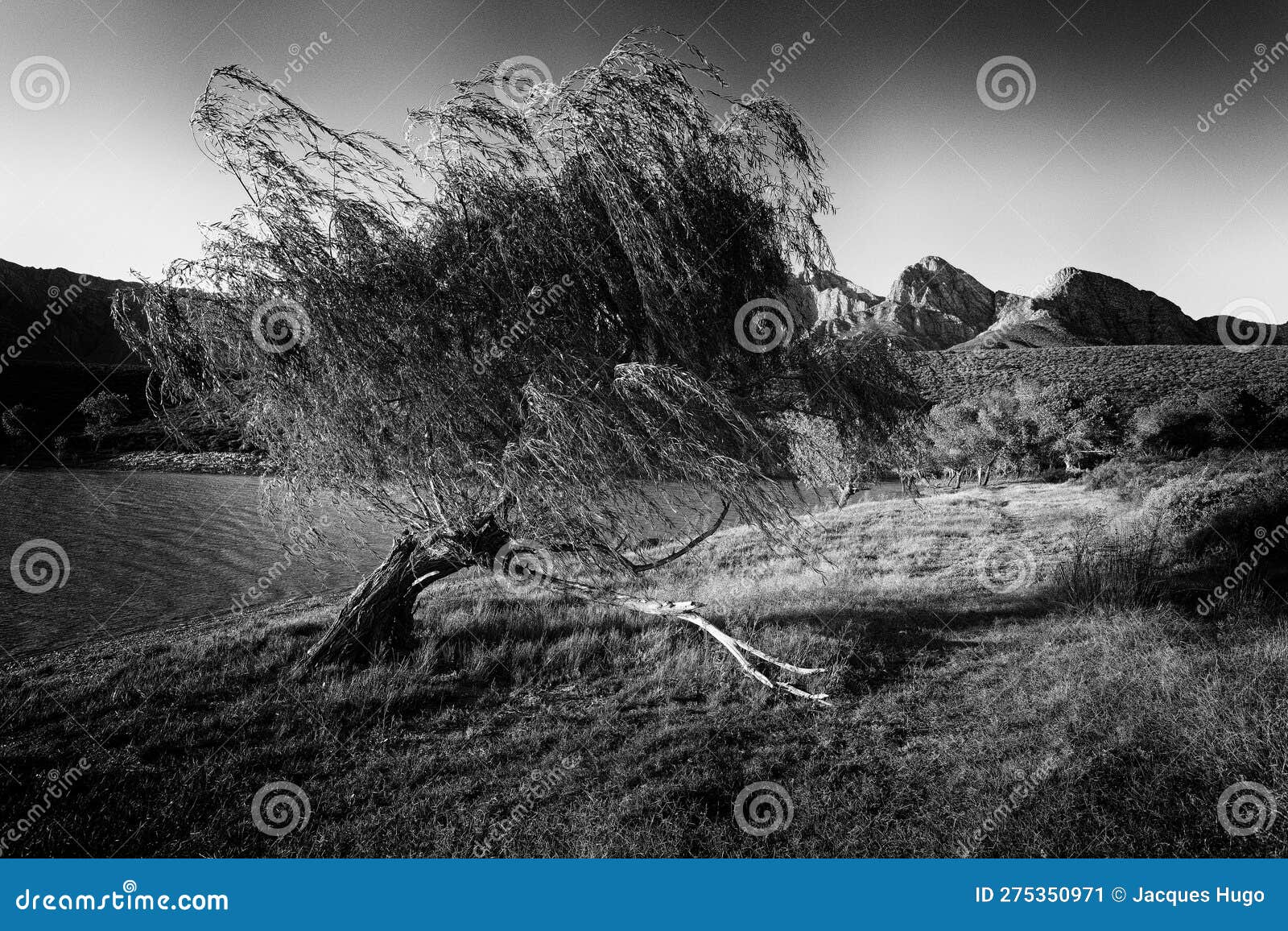 A Willow Tree Next To a Dam with High Mountains in the Background Stock ...