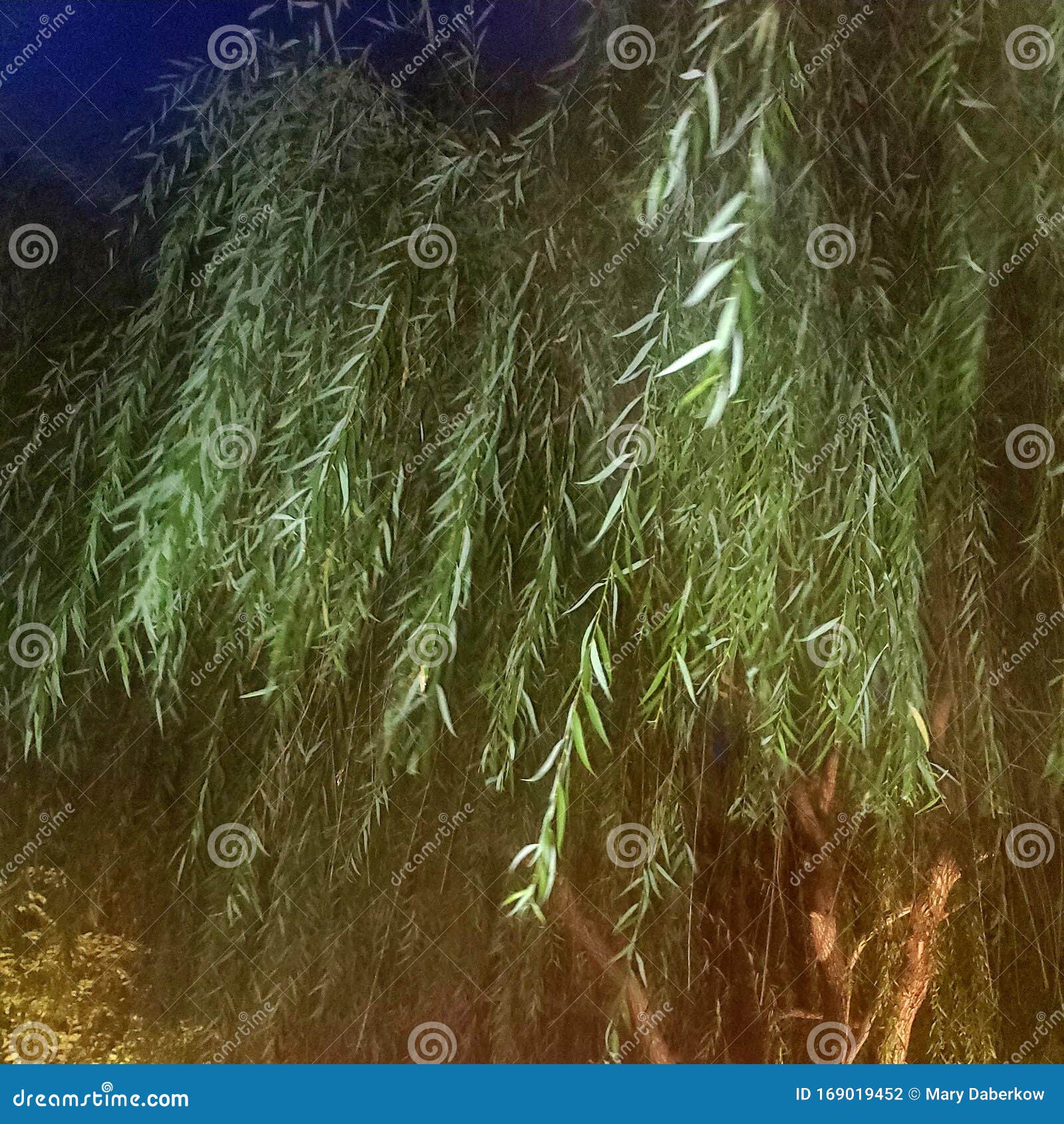 Willow tree at night stock photo. Image of tree, night - 169019452