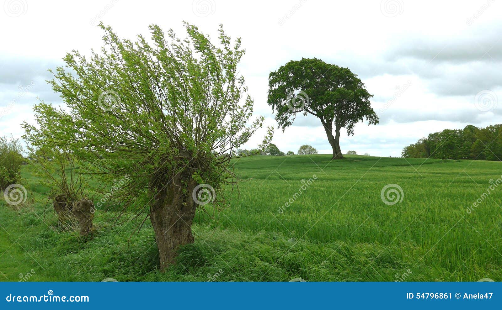 Willow tree stock image. Image of loneliness, blossoms - 54796861