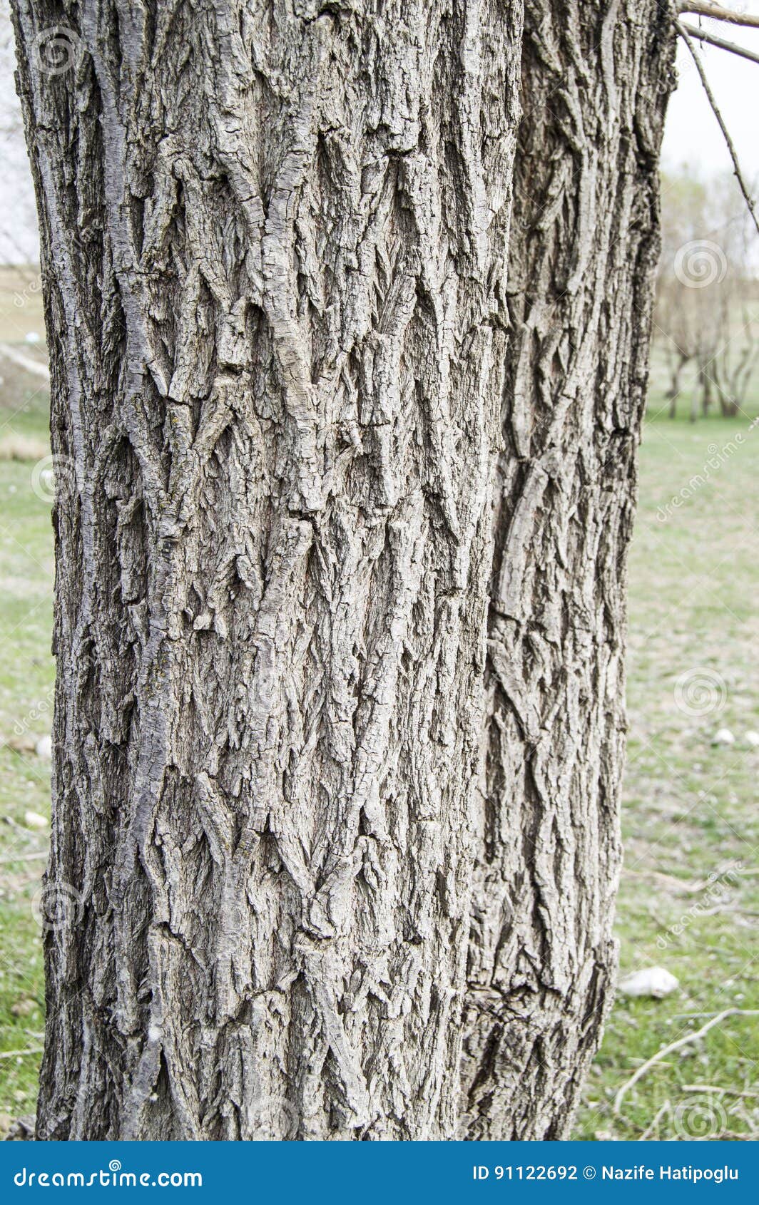 Willow Tree Outer Shell Pictures, Tree Bark, Patterned Bark, Willow ...