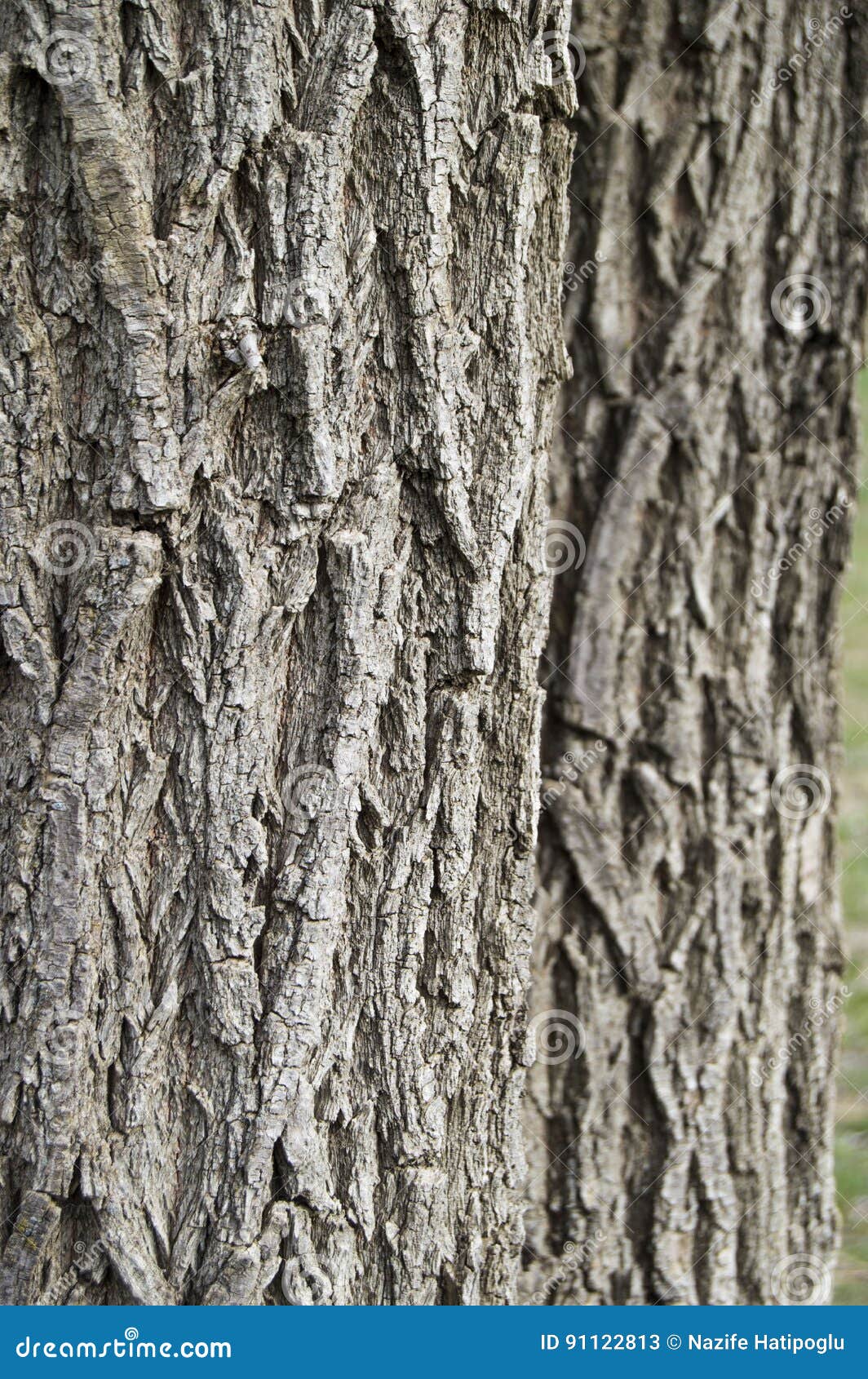 Willow Tree Outer Shell Pictures, Tree Bark, Patterned Bark, Willow ...