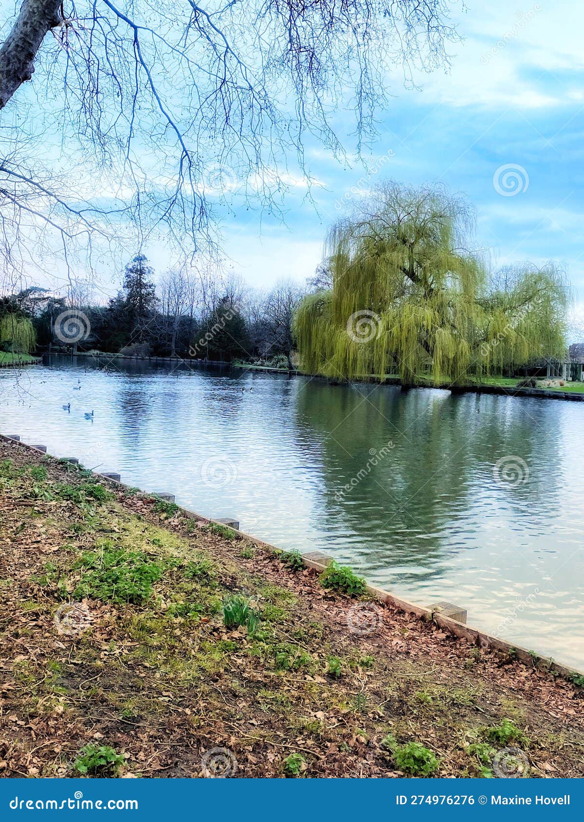 Willow tree over a lake stock photo. Image of leaf, landscapes - 274976276