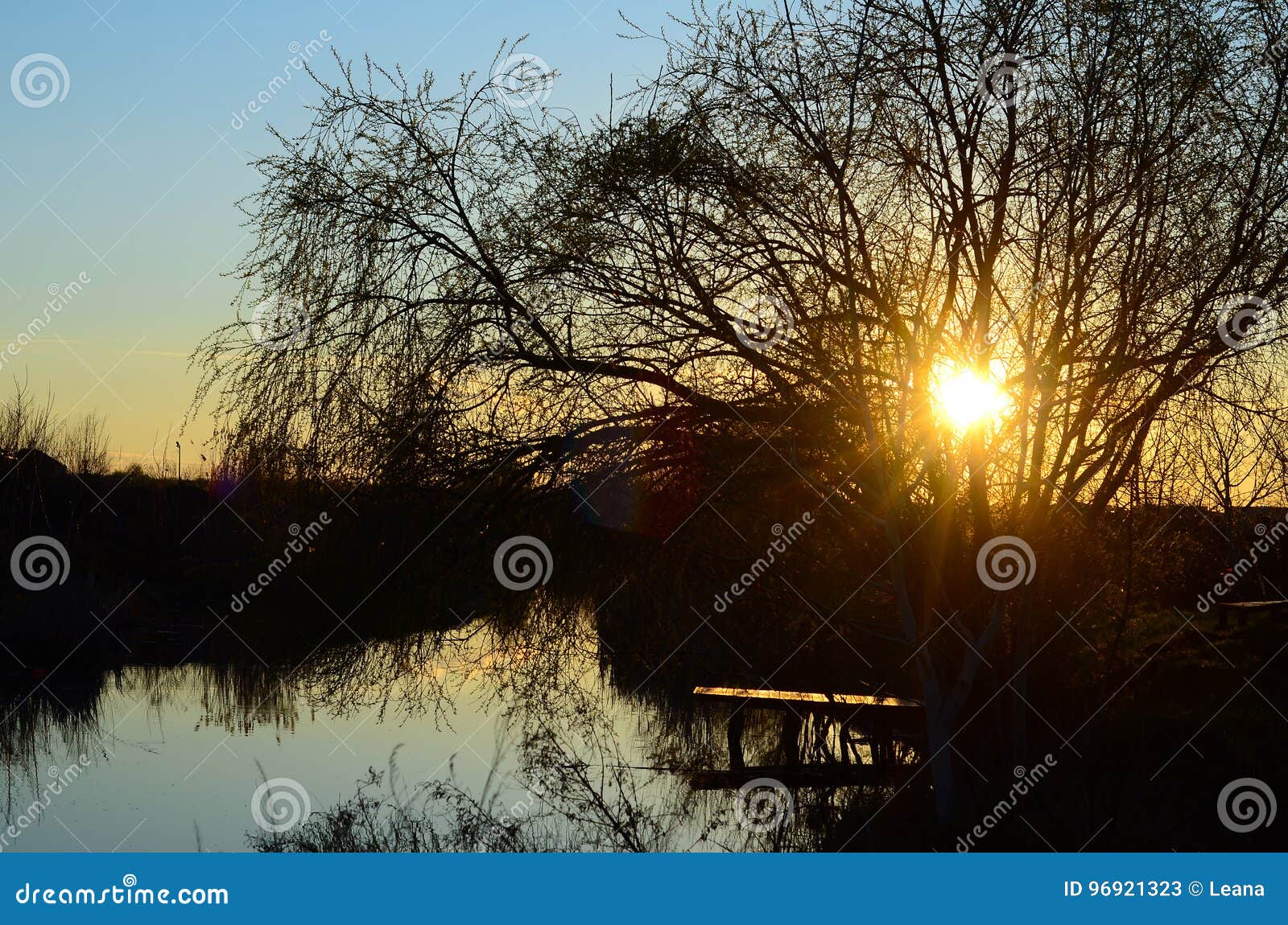 Willow tree over a lake stock image. Image of bridge - 96921323