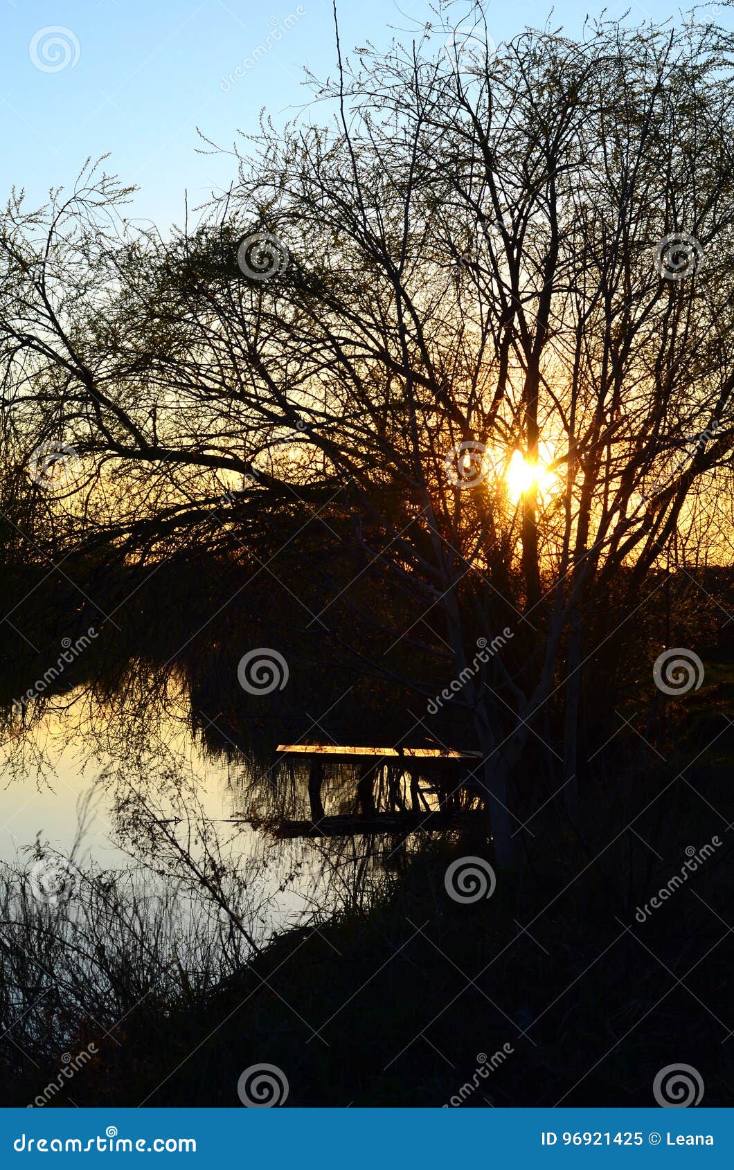 Willow tree over a lake stock image. Image of tree, lake - 96921425