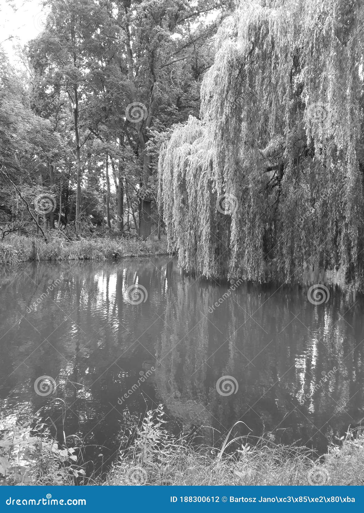 Willow tree over the pond stock photo. Image of gray - 188300612