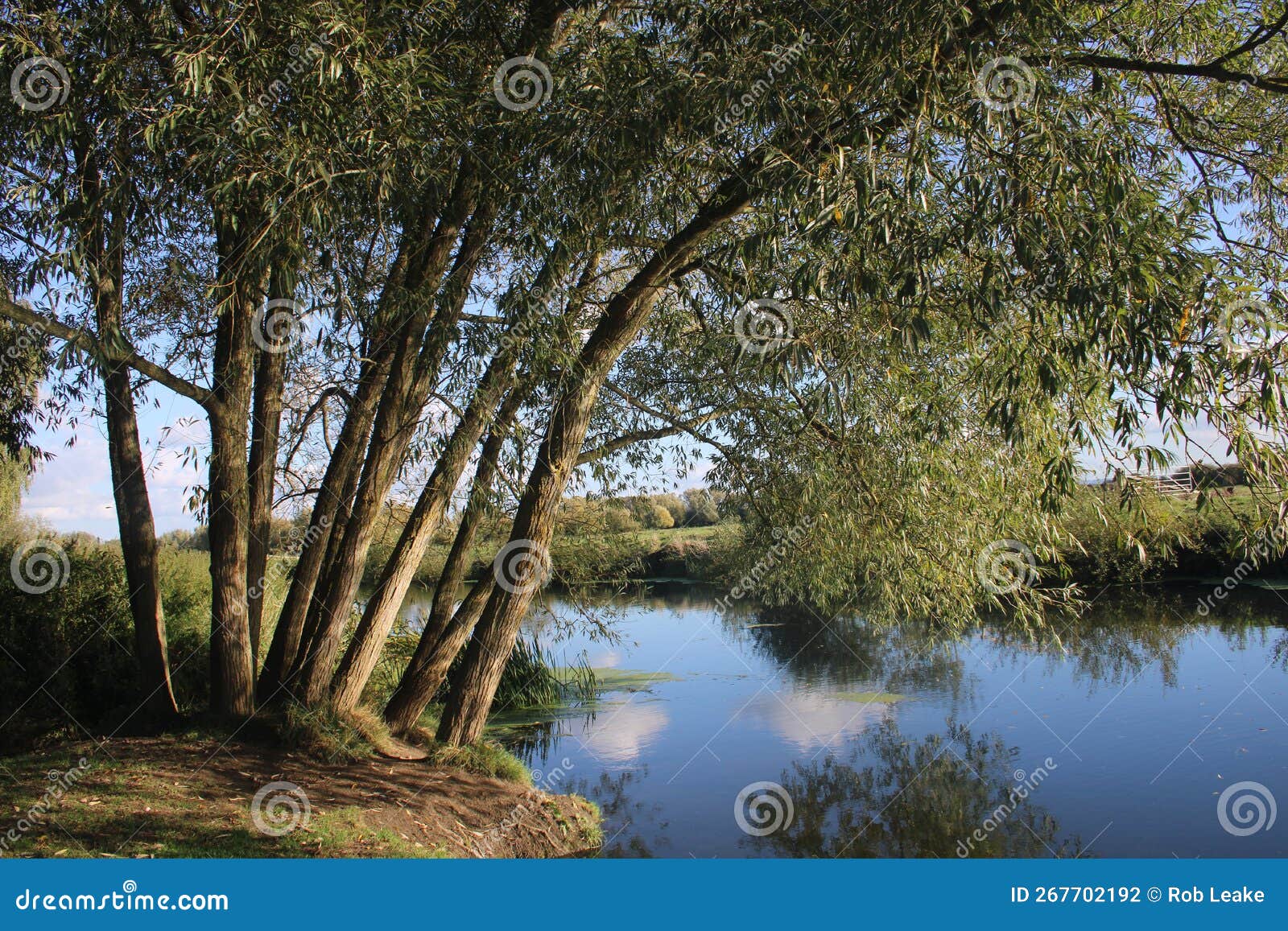 Willow Tree Overhanging River Stock Photo - Image of stream, water ...