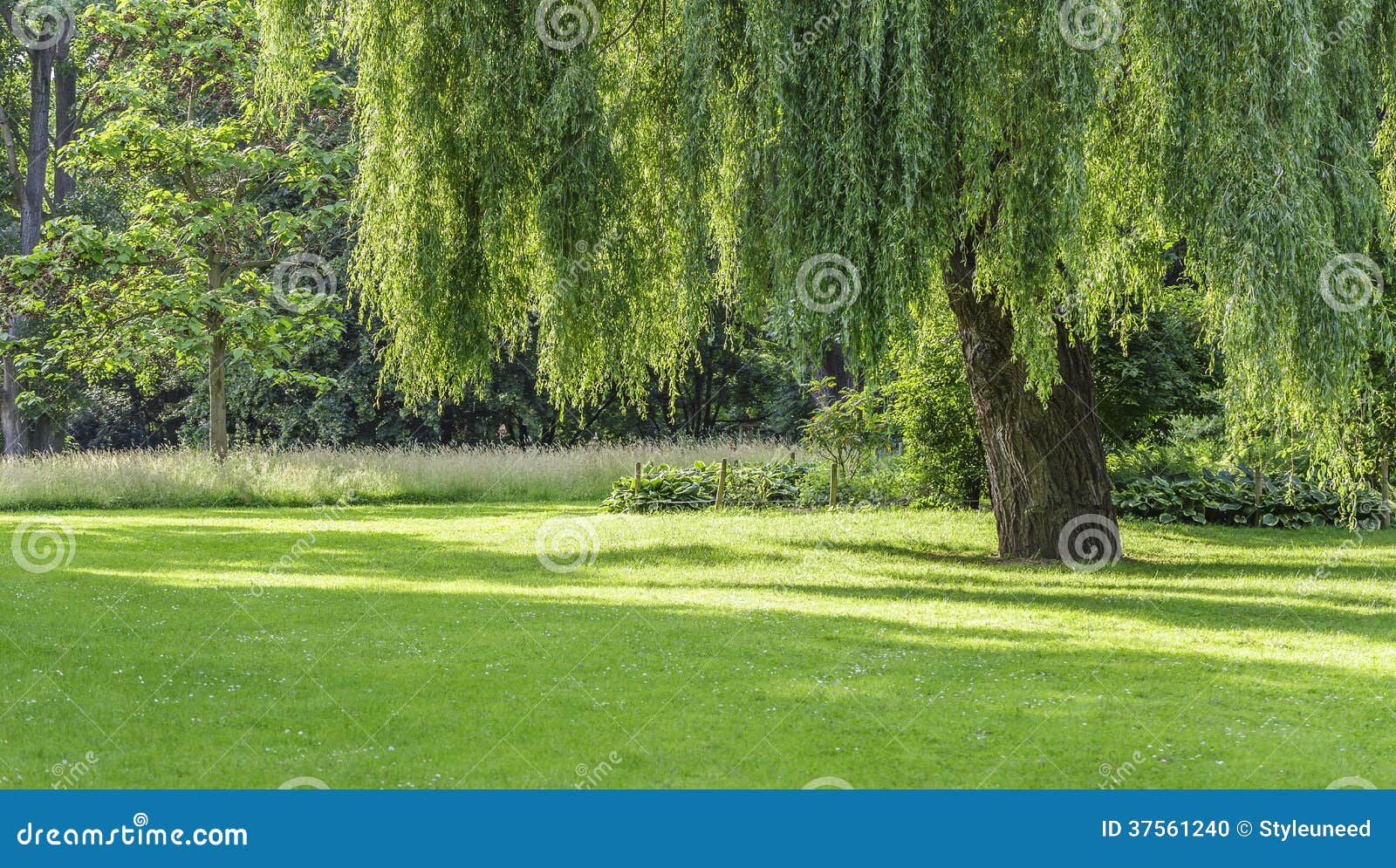 Willow tree in park stock photo. Image of landscape, branches - 37561240