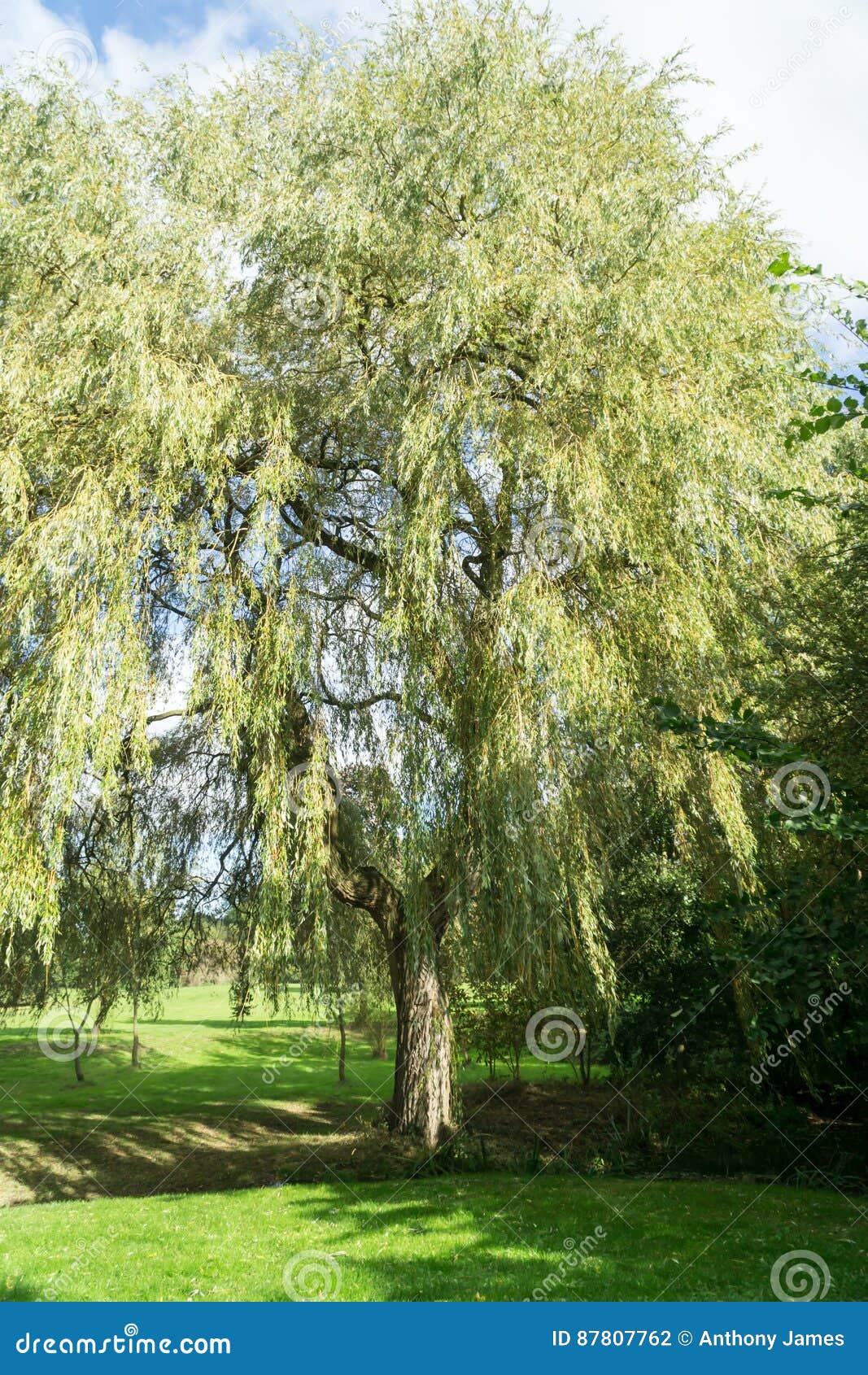 A willow tree in a park stock photo. Image of leaves - 87807762