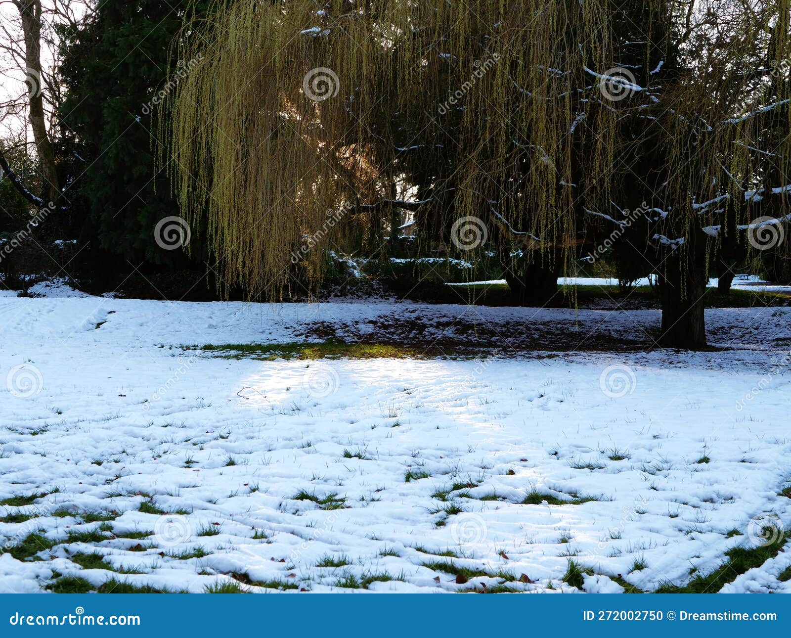 Willow Tree in Park in Winter Snowfall Wide Landscape Shot Stock Photo ...