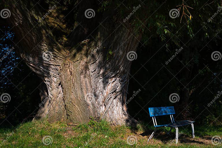Willow Tree with Place To Rest Stock Photo - Image of background ...