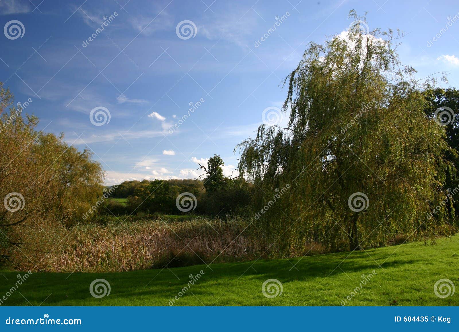 Willow tree by pond stock image. Image of country, tranquility - 604435