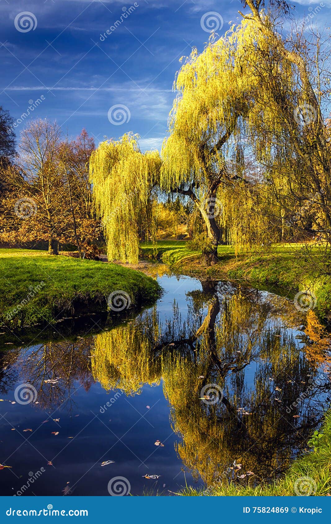 Willow tree by the Pond stock image. Image of freshness - 75824869