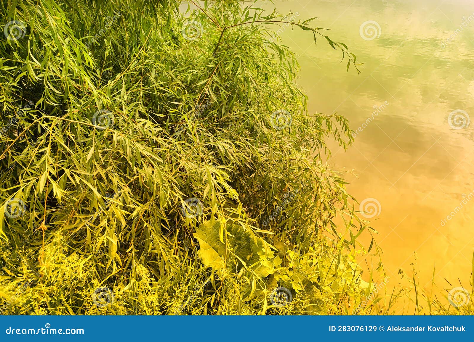 Willow Tree and a Pond at Sunset. the Water in the Pond is Gray ...