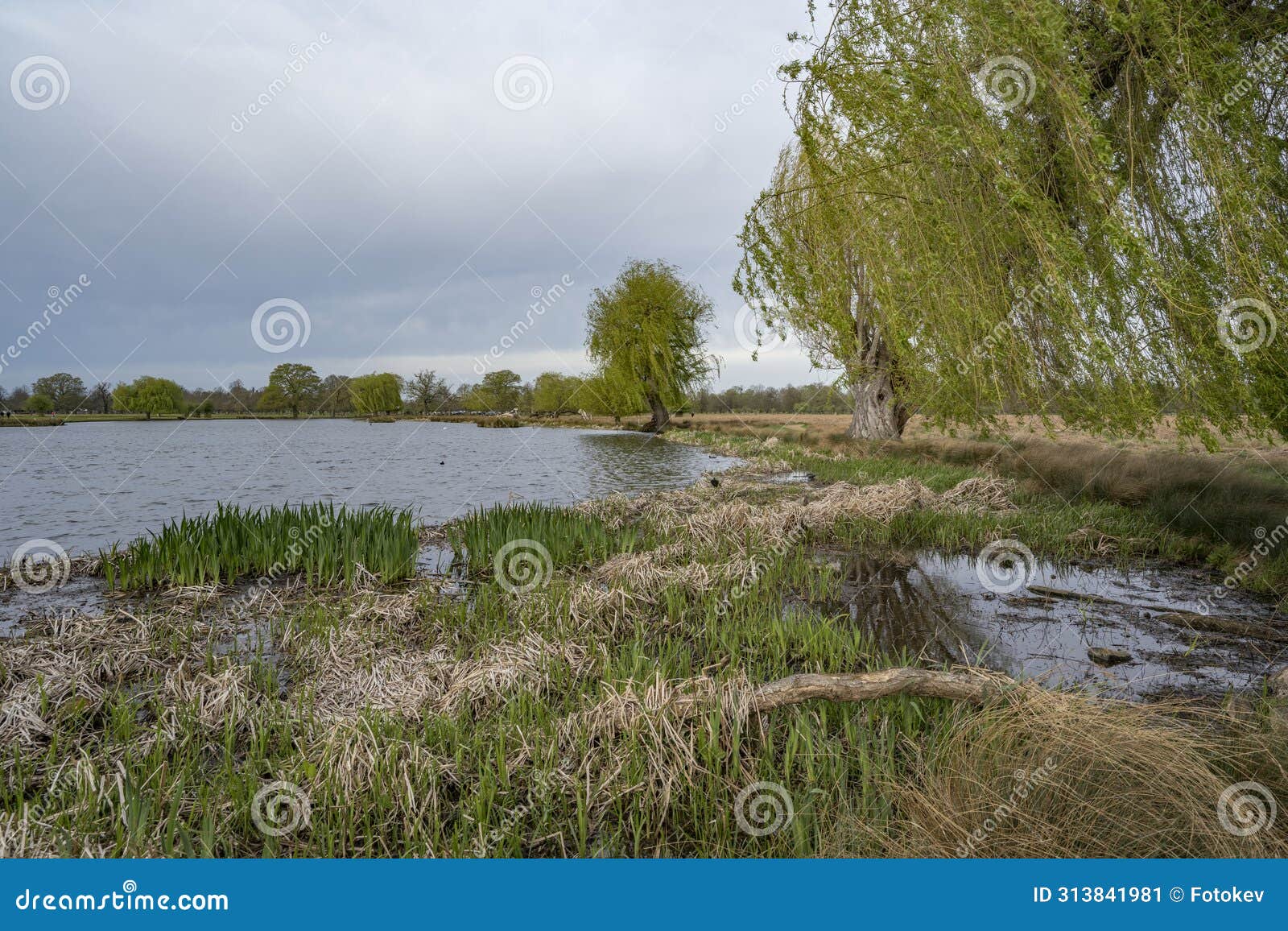 Willow Tree and Reeds Growing in Spring Stock Image - Image of weeping ...