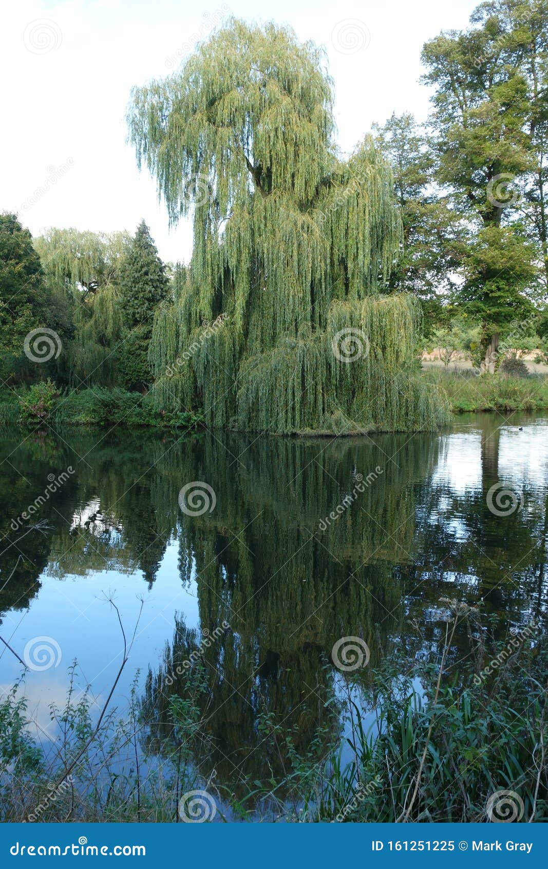 Willow Tree Reflecting on a Lake Stock Image - Image of blue, willow ...