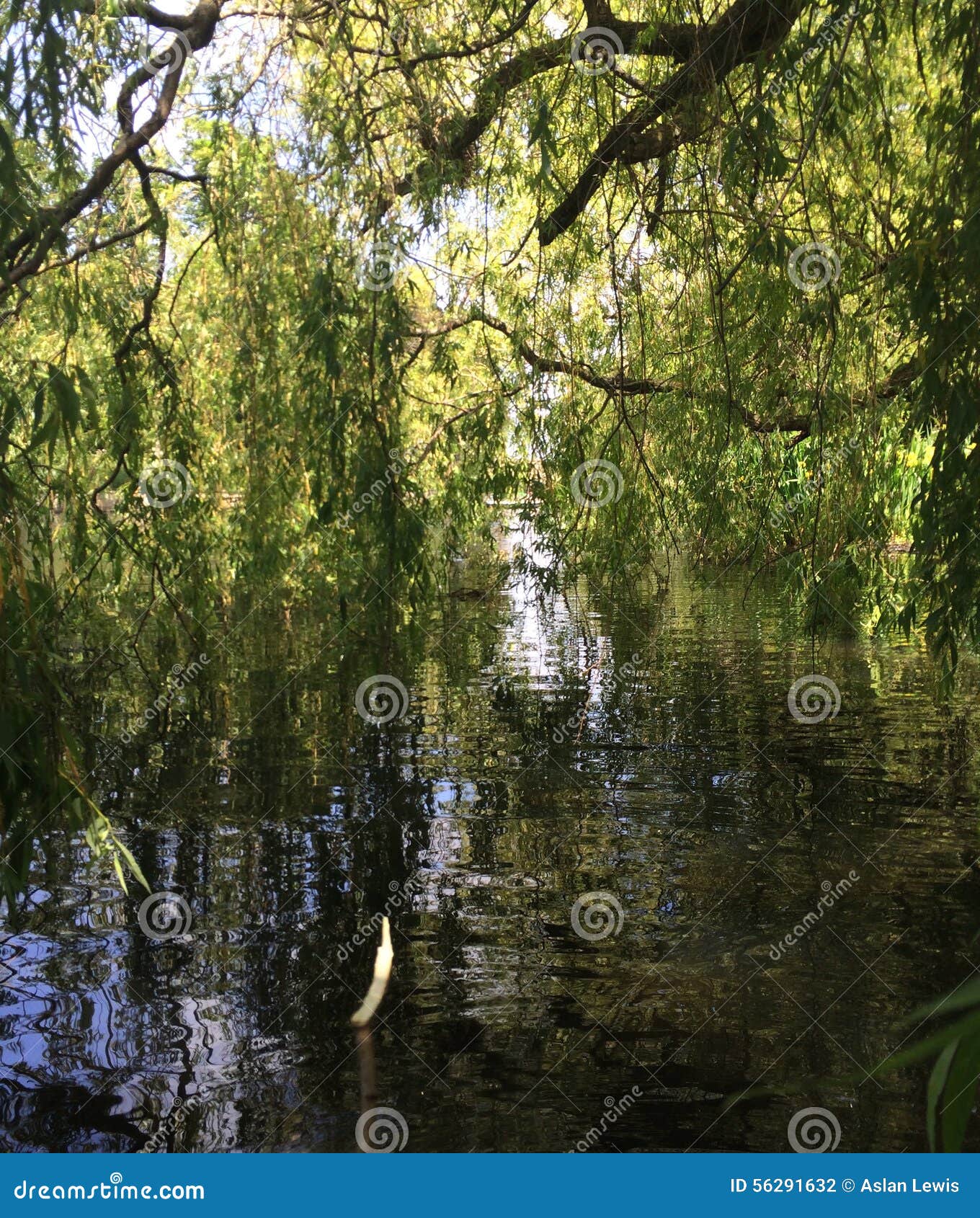 WILLOW TREE REFLECTION stock photo. Image of branch, reflection - 56291632