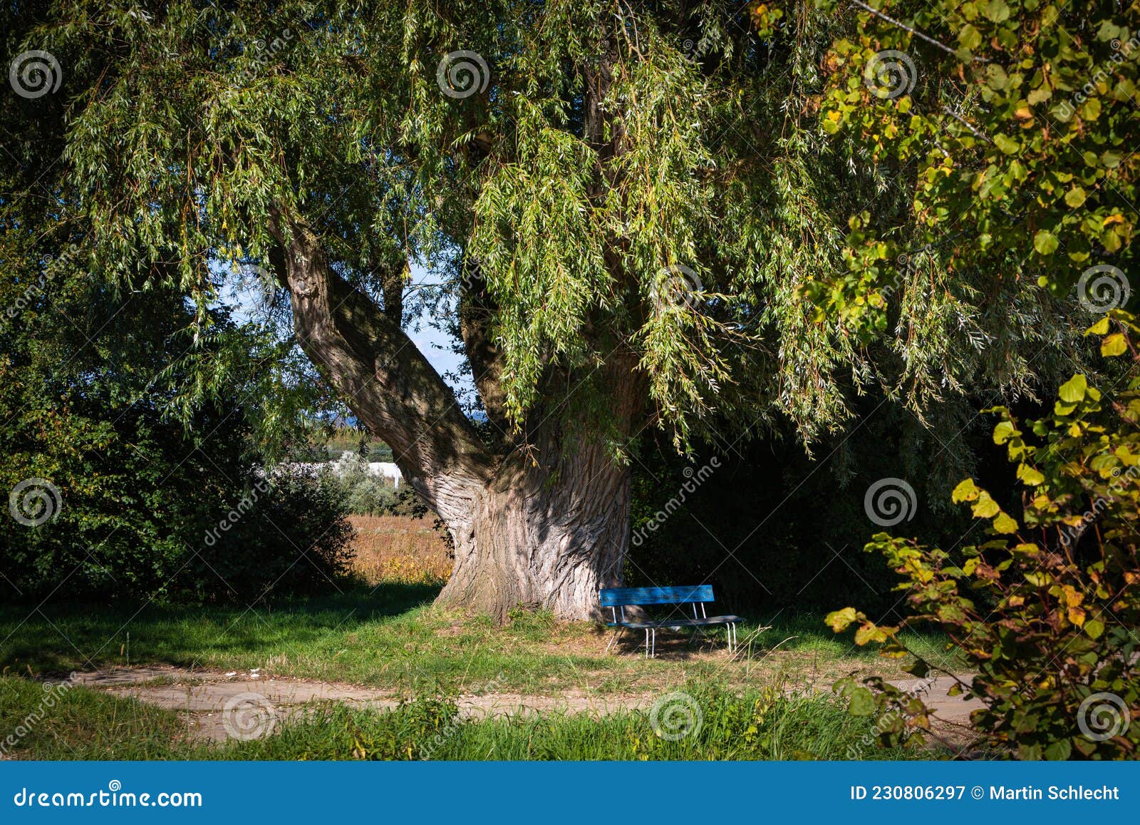 Willow Tree with Rest Bench Stock Image - Image of grow, tree: 230806297