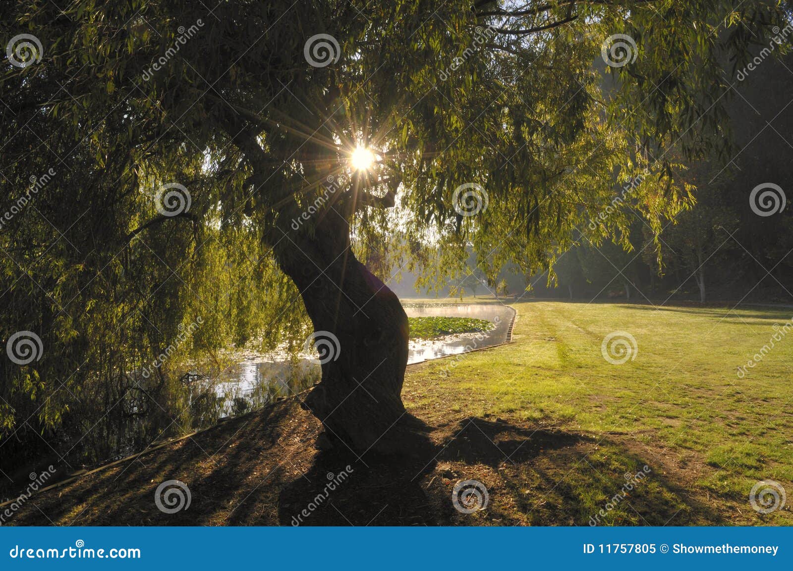 Willow Tree with Rising Sun Stock Image - Image of sunrays, pond: 11757805