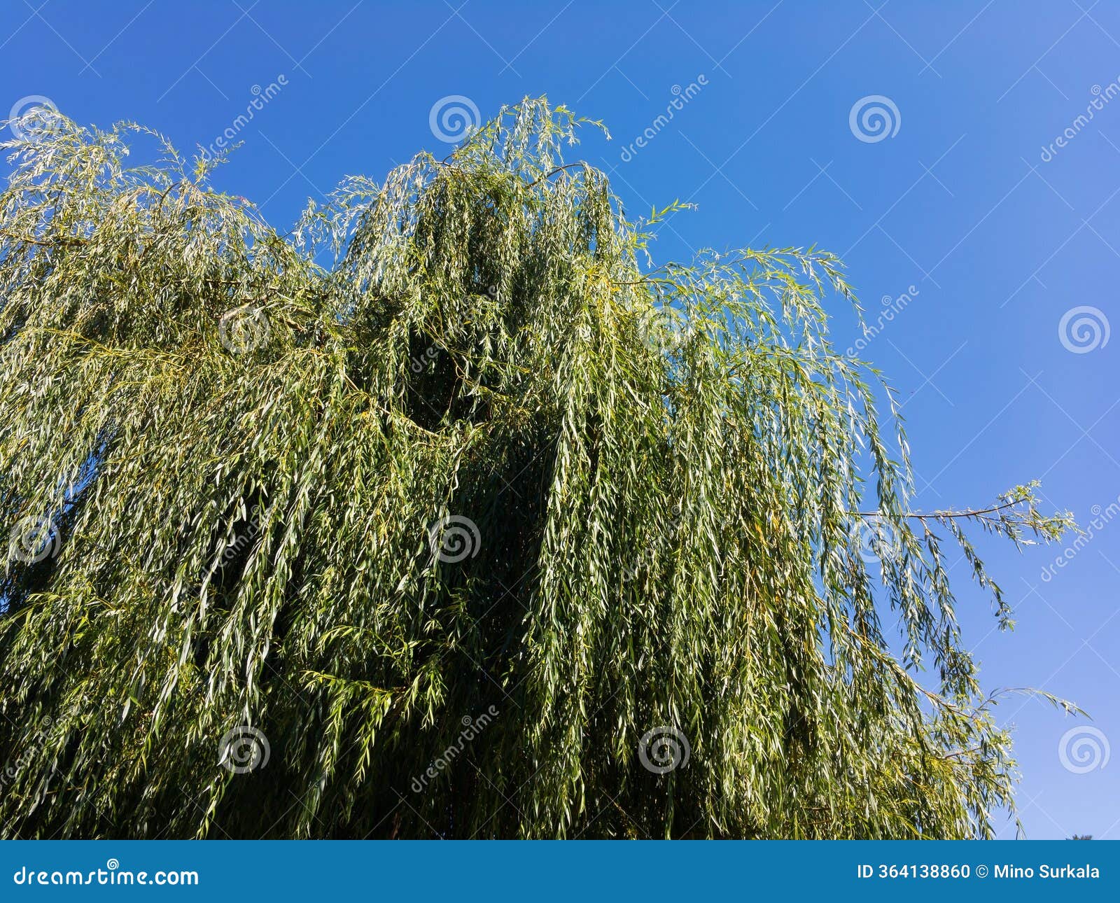 Salix Babylonica Var Or Pekinensis Or Pendula Or Weeping Willow Or ...