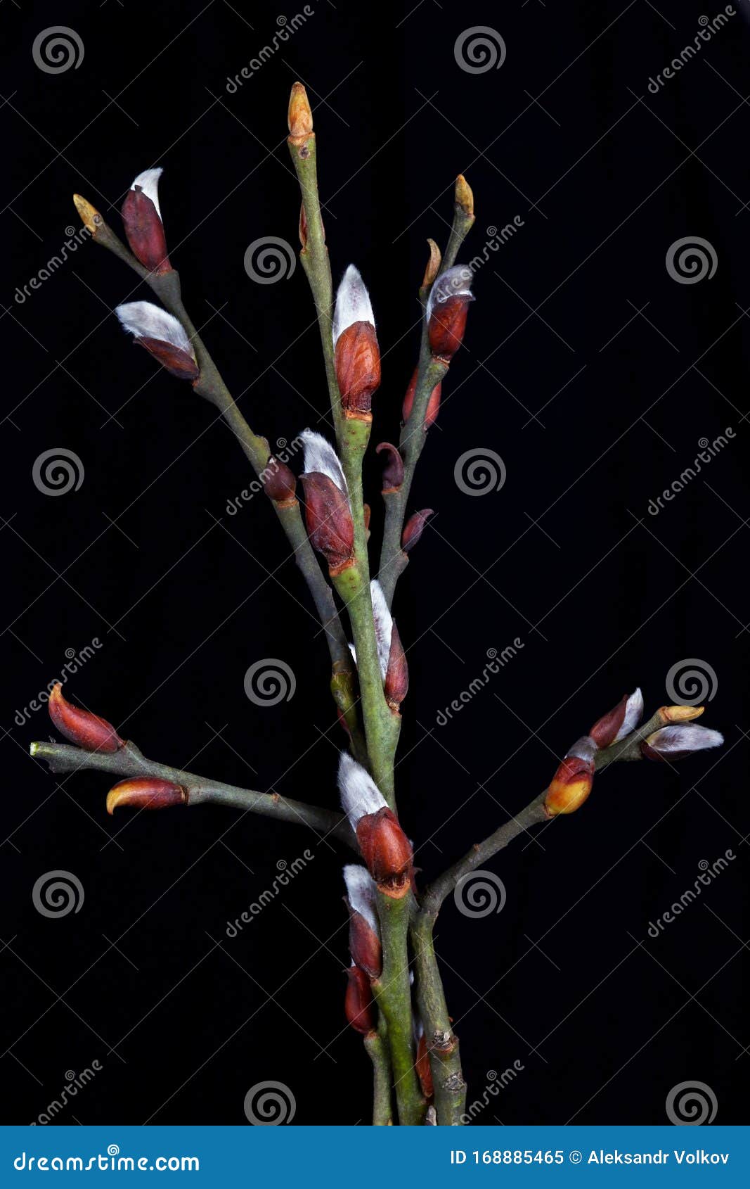 Willow Tree Seed Buds on Forest Branches Isolated on Black Macro Stock ...