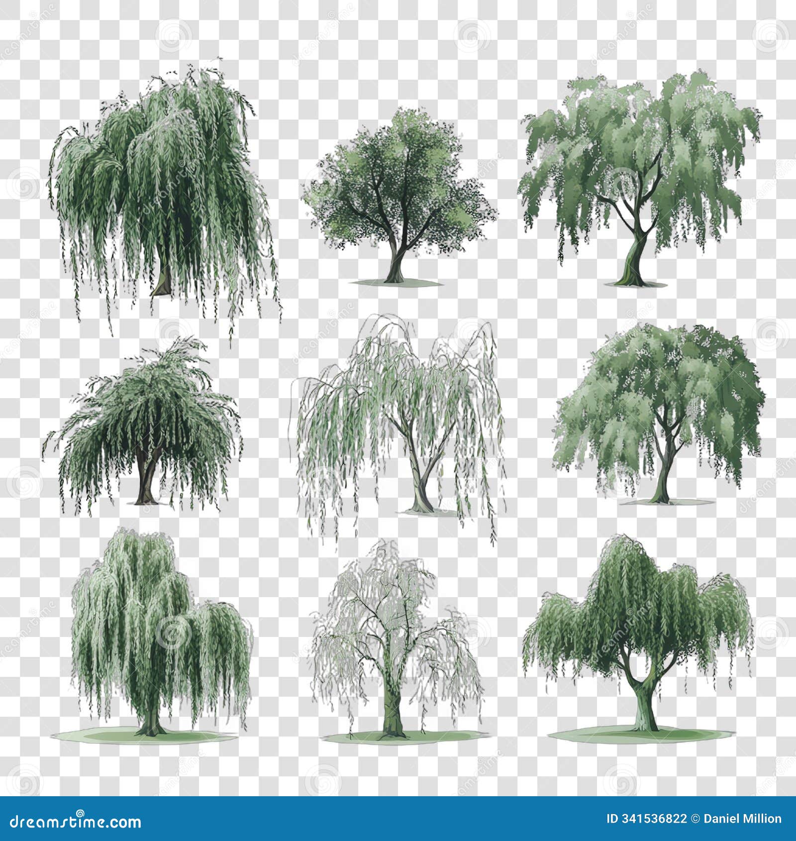 Willow tree set stock photo. Illustration of plant, collection - 341536822