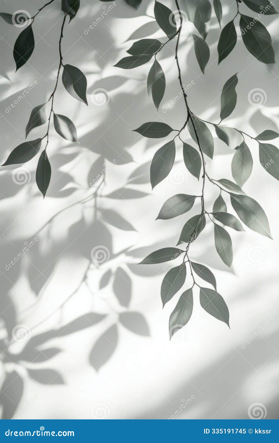 Willow Tree Shadow, a Gray Silhouette of Willow Tree Leaves Cast Onto a ...