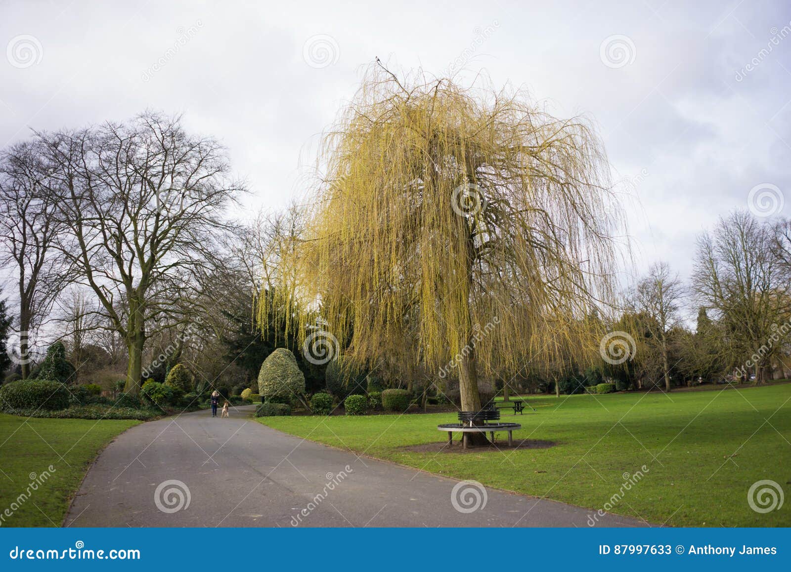 Willow Tree at the Side of a Pathway Editorial Stock Photo - Image of ...