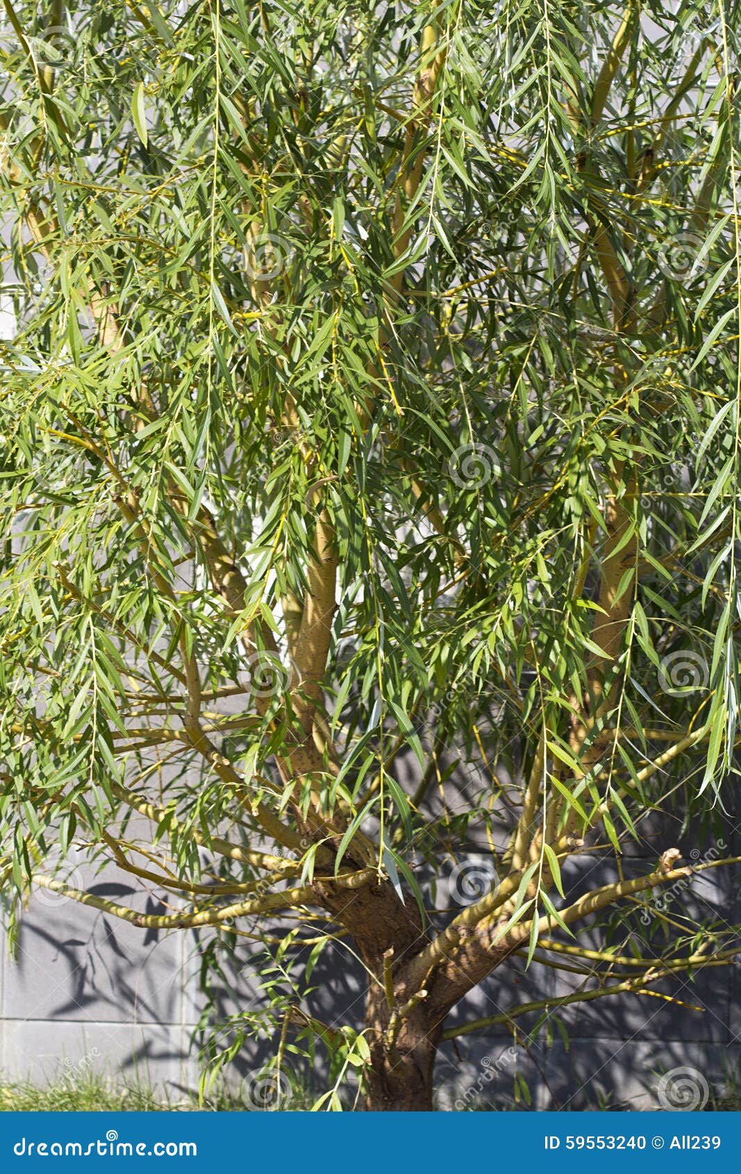 Willow tree close-up stock photo. Image of mountain, super - 59553240